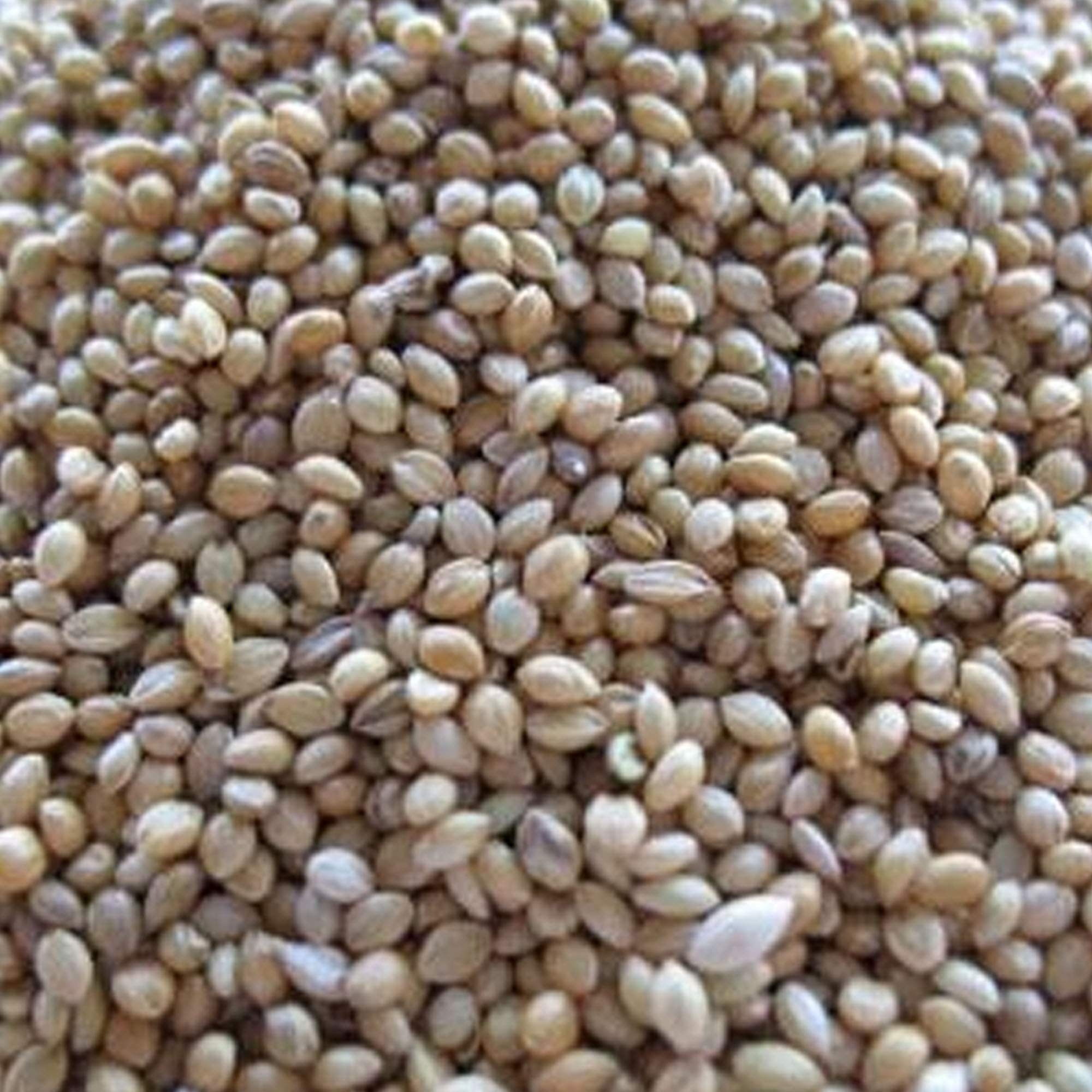 Amazon.com: German Golden Millet Seed - 1 LB ~220,000 Seeds - Whole ...