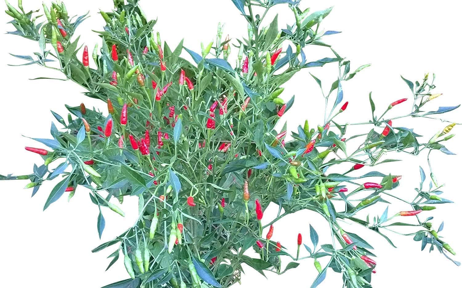 Mini-Thai Chili -Chilli- 10 Samen Bonsai-Thai-Chili ***Hunderte Früchte ...