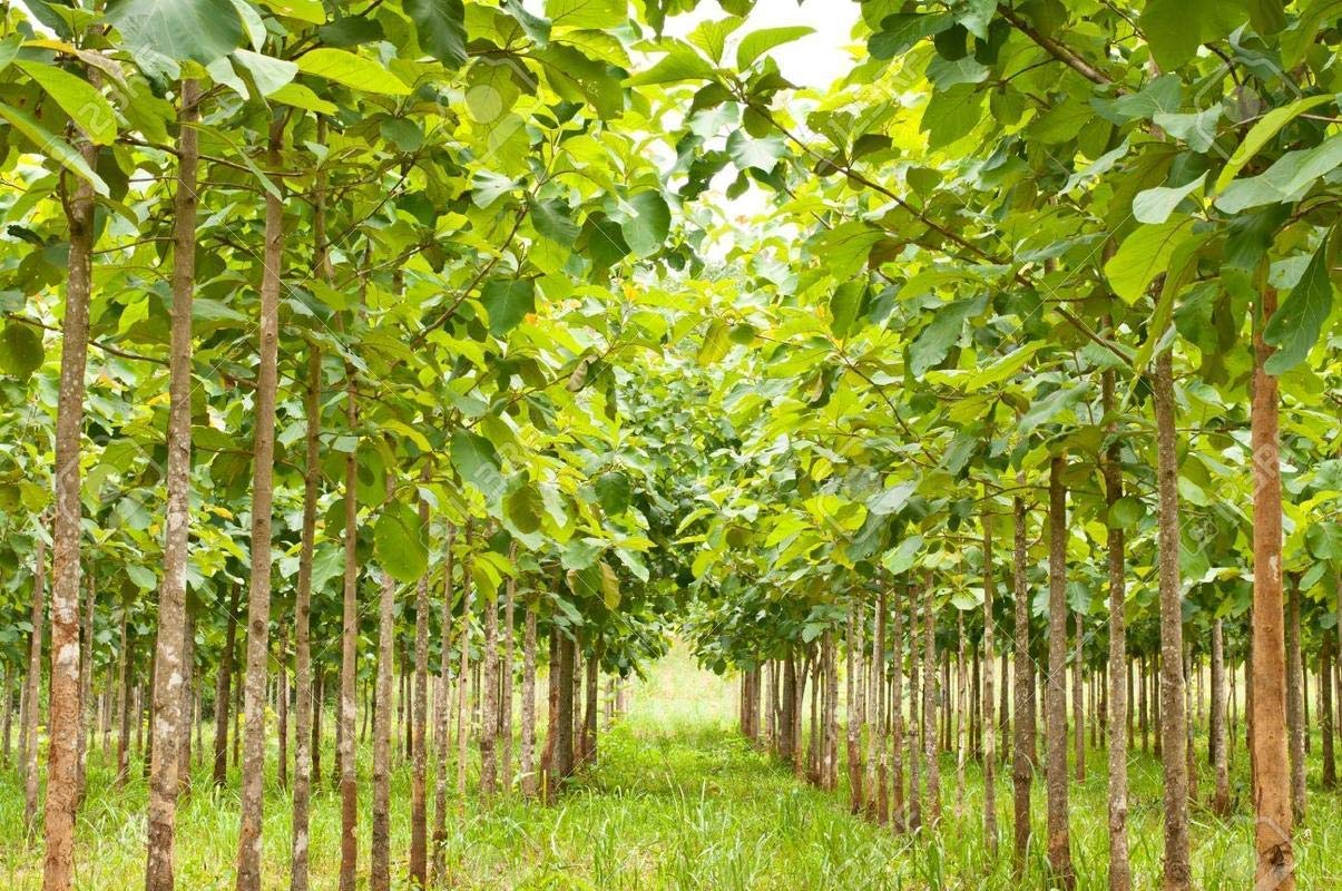 Kraft Seeds Live Plant Teak Teak, (Genus Tectona Grandis) Semi Shaded ...