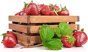 Amazon.com : Mara Des Bois Strawberry Bare Roots Plants, 25 per Pack ...