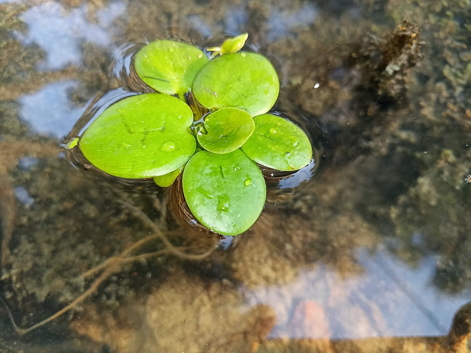 Natural Agrocare Frogbit/Limnobium laevigatum Aquarium live plants ...