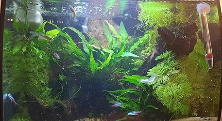 API LEAF ZONE Freshwater Aquarium Plant Fertilizer 473 ml Bottle ...
