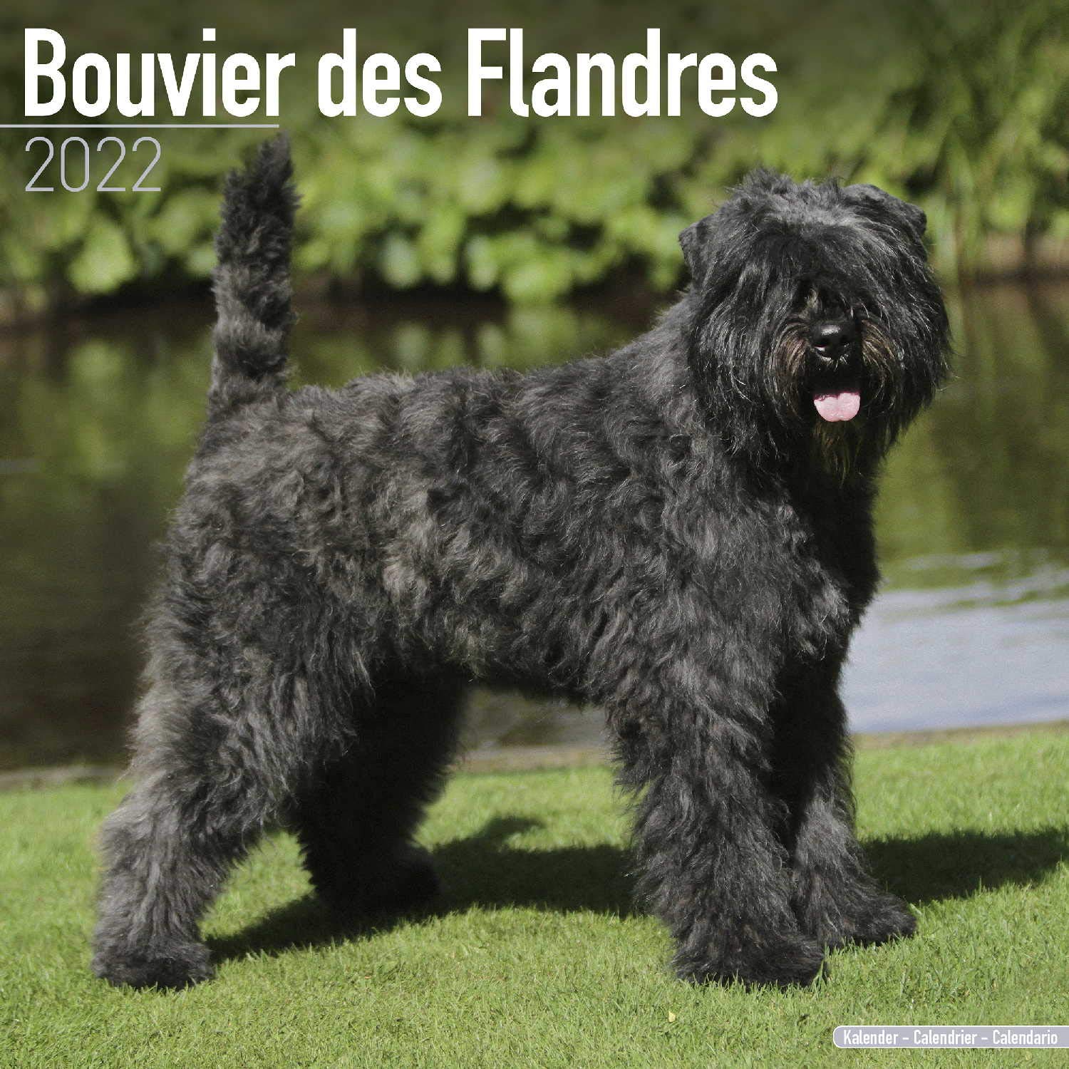 Bouvier Calendar - Bouvier Des Flandres - Dog Breed Calendars - 2021 ...