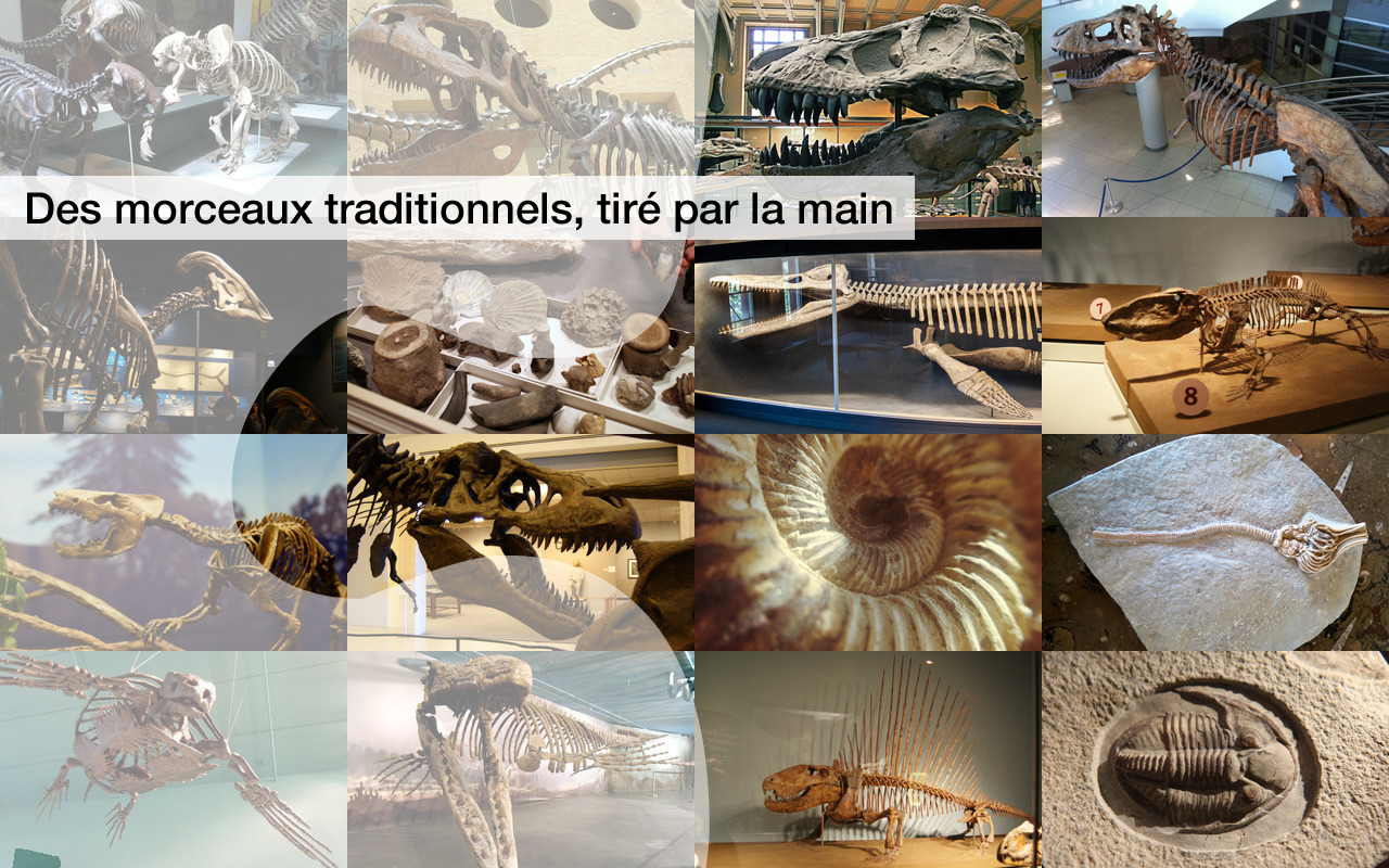 Dinosaur Fossils Jigsaw Puzzles - App on Amazon Appstore