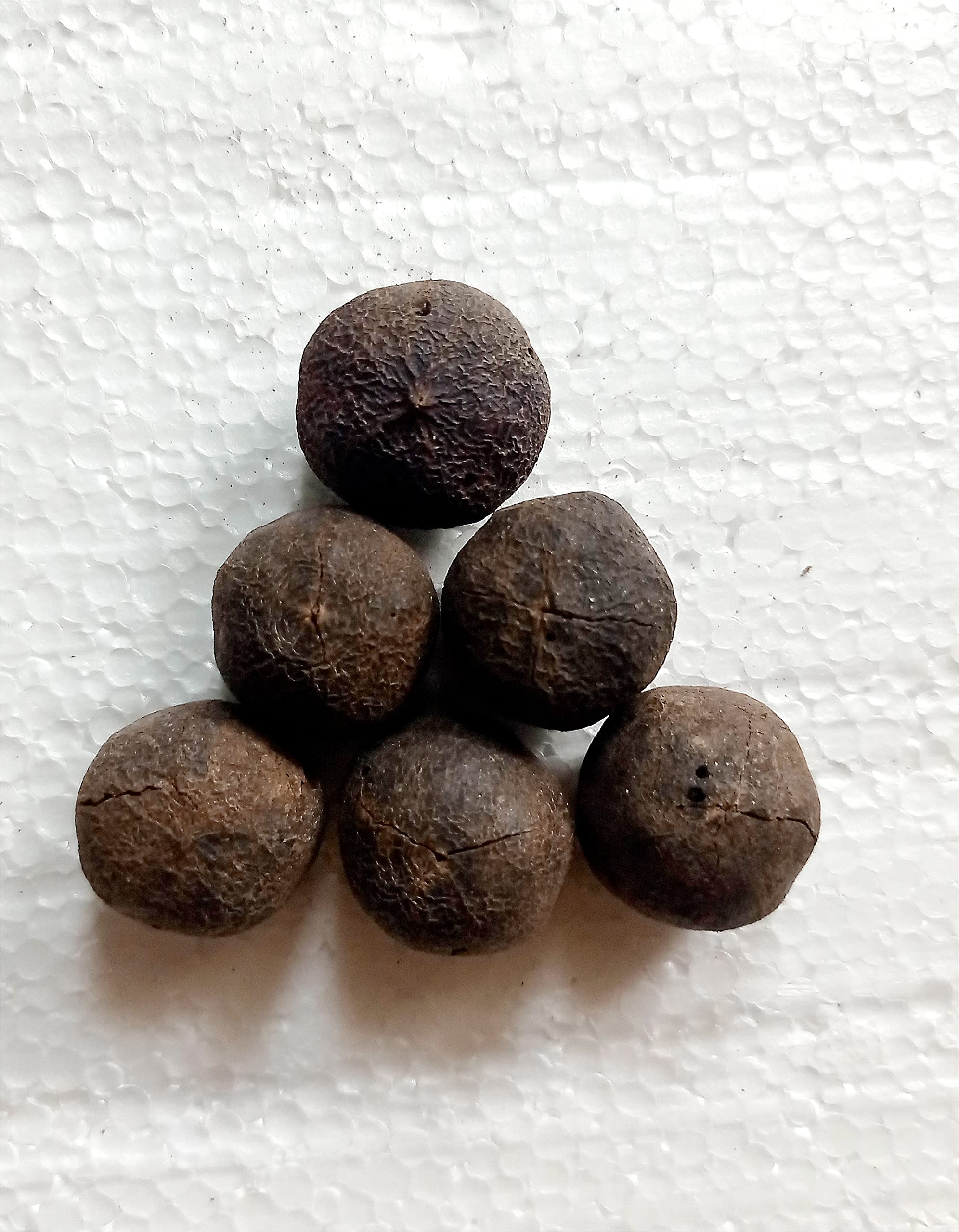 Rudraksha Fruit