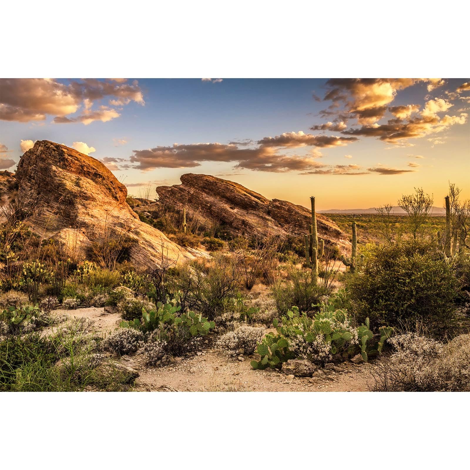 Snapklik.com : Reptile Tank Background Sunset Oasis Cactus Desert ...