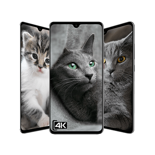 Cat HD Wallpaper - Application sur Amazon Appstore