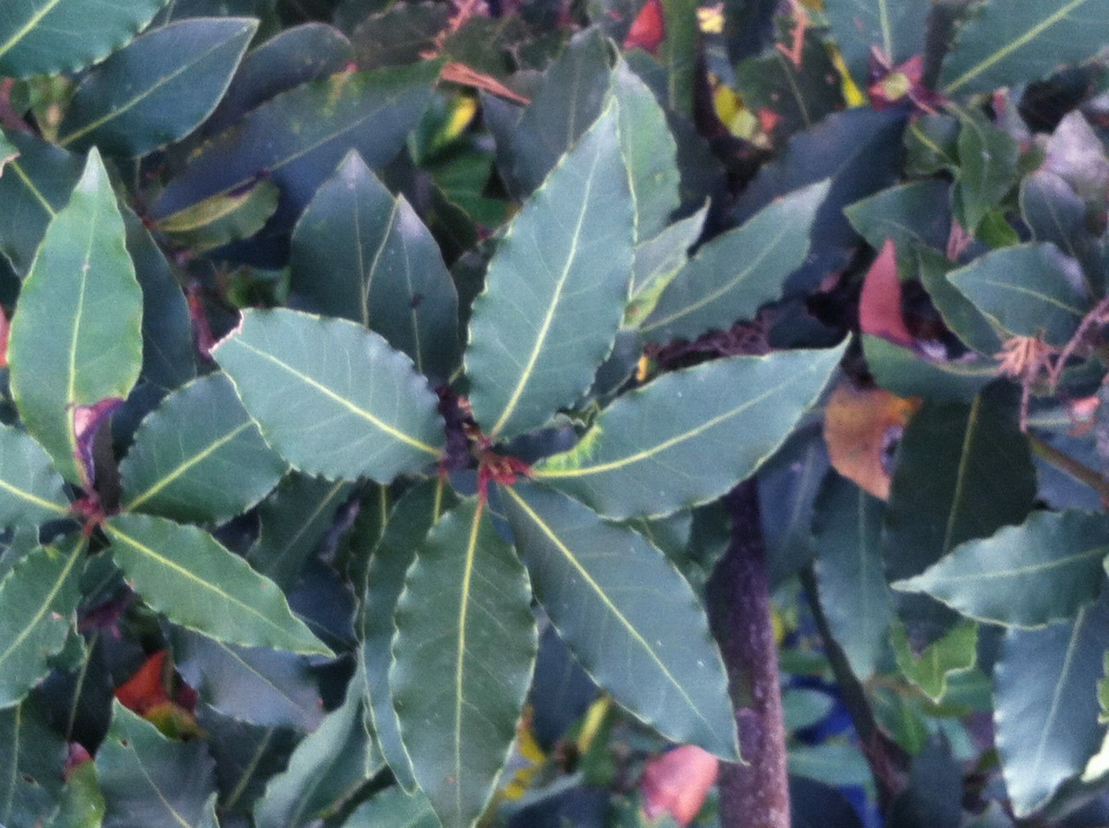 Buy FERRY only Not s: Laurus Nobilis Undulata Crispa RARE Wavy y, Pie ...