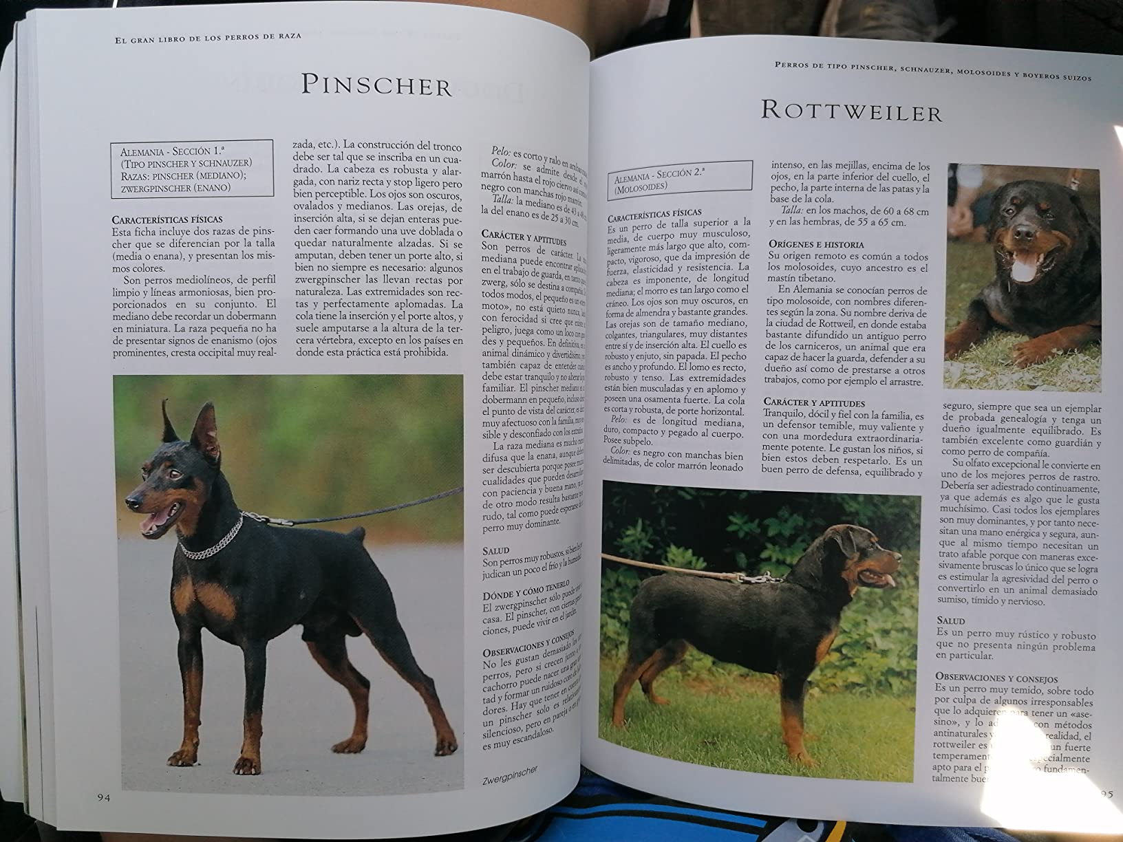 El gran libro de los perros de raza/ The Great book of dog breeding ...