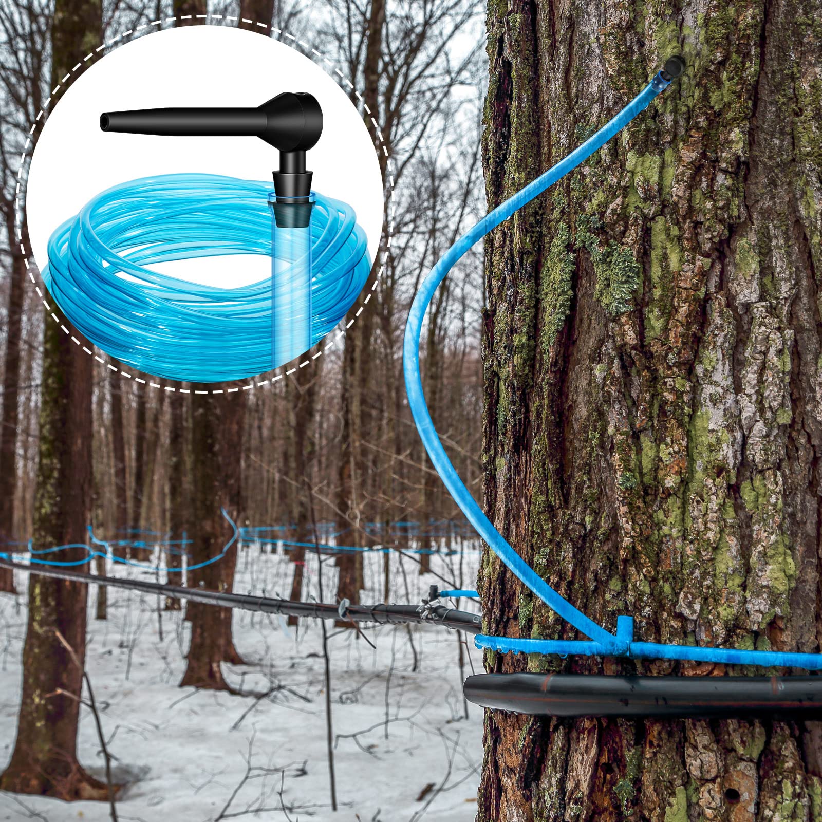 Maple Syrup Tree Taps Backyard Tree Tapping For Syrup Homespun