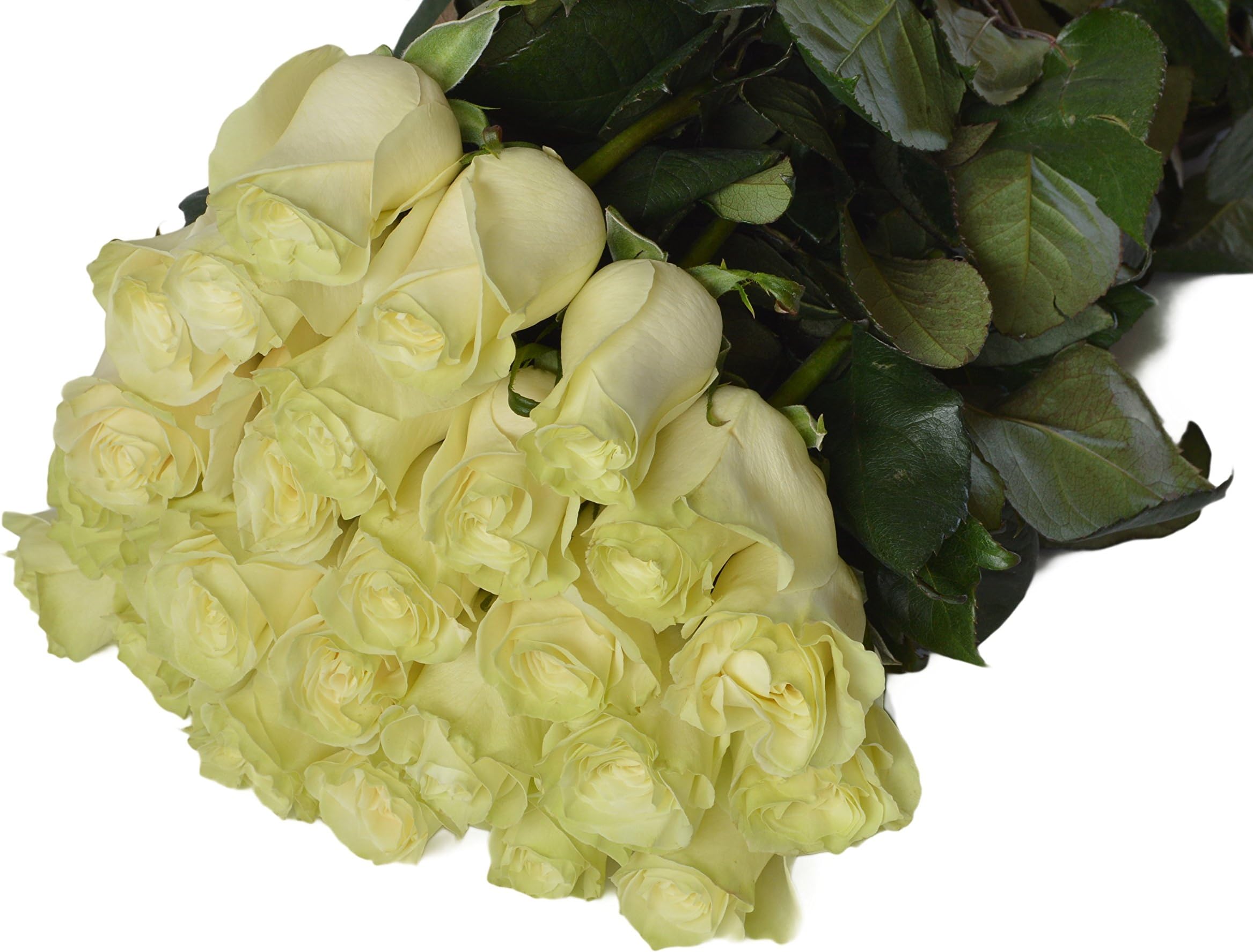 Amazon.com : Blooms2Door PRIME NEXT DAY DELIVERY - 25 Yellow Roses ...