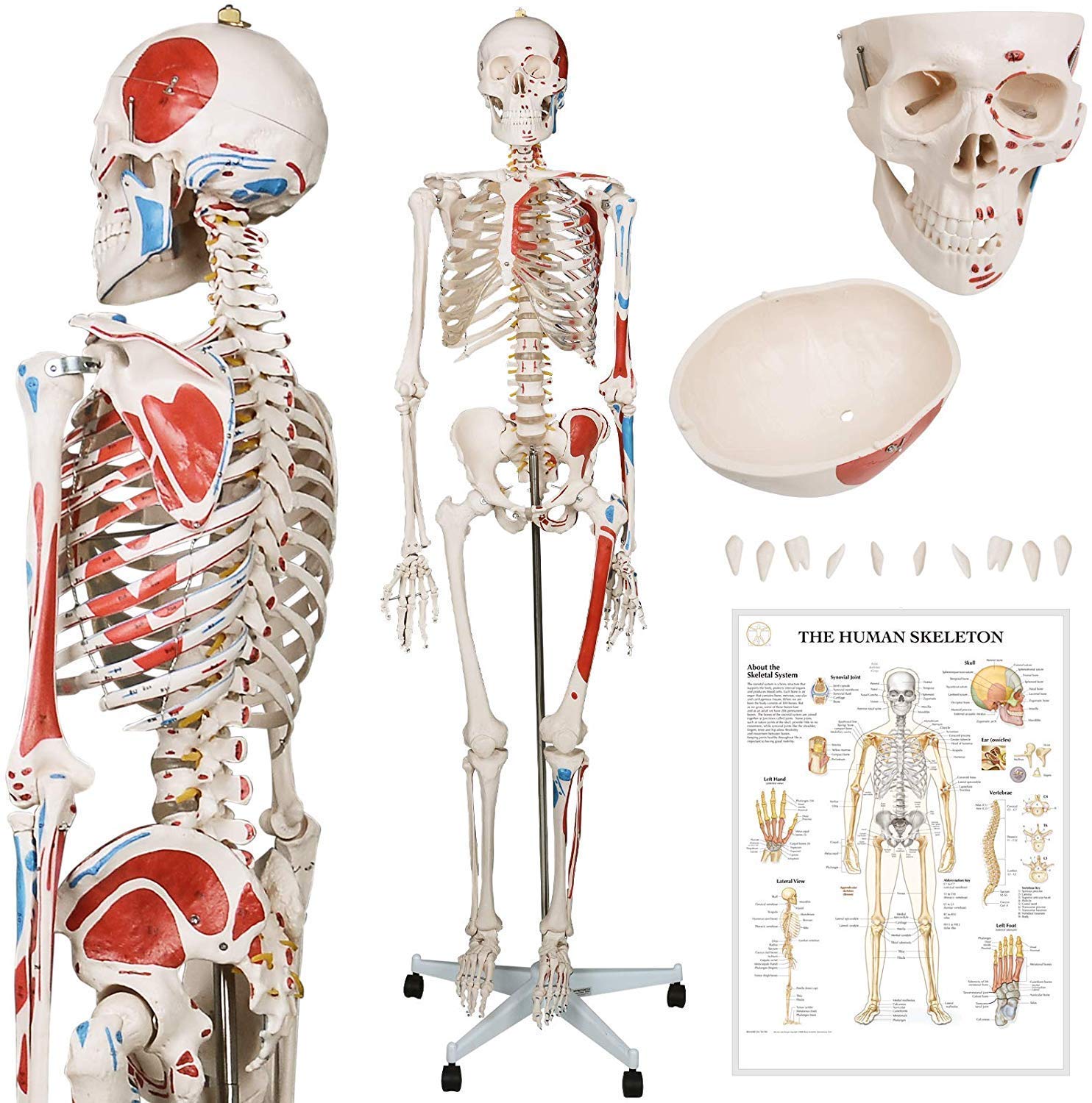 Buy Educational Model Skeleton Anatomical Model 180 cm with Muscles and ...
