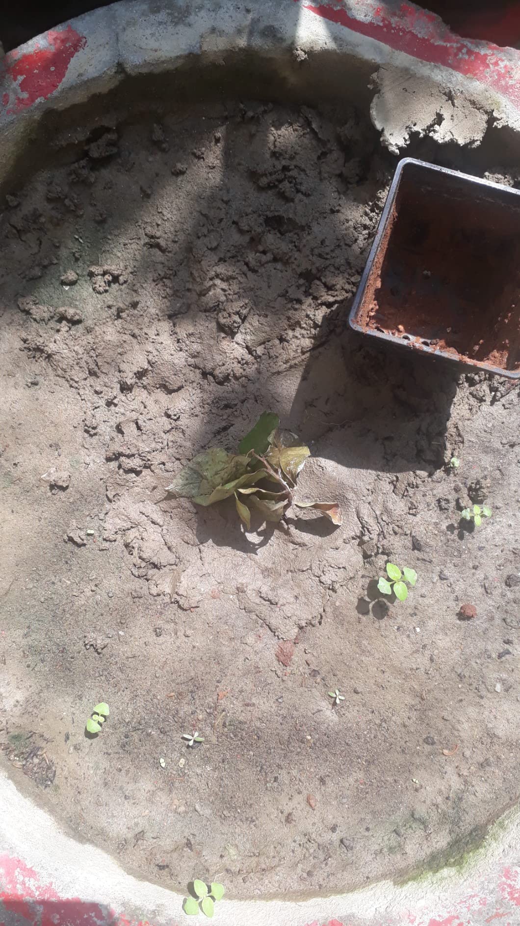 Deep Forest Soursop Plant Organic Graviola Plant for Gardening ...