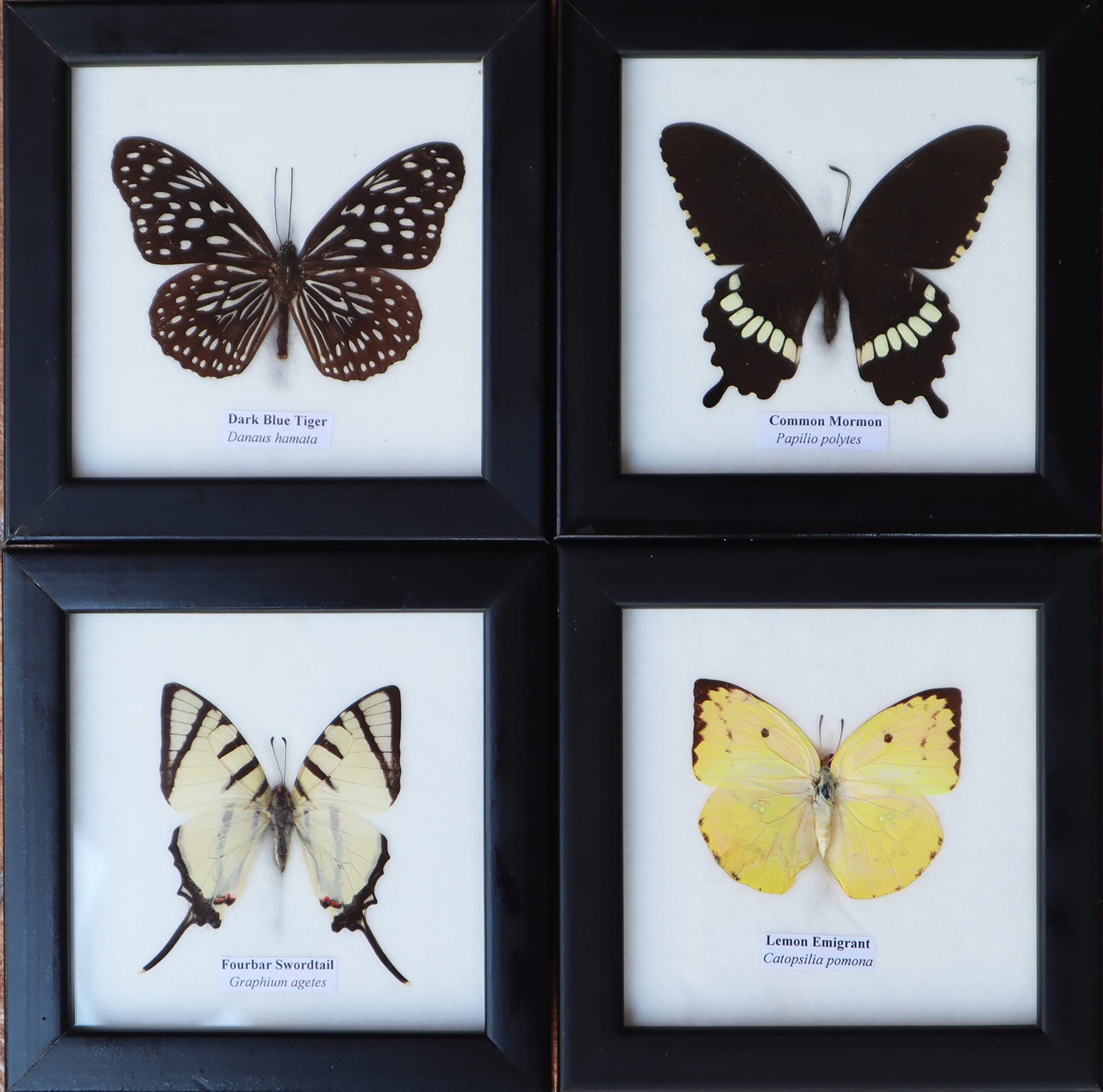 Amazon.com: ThaiHonest Real 4 Butterflies Dark Blue Tiger,Lemon ...