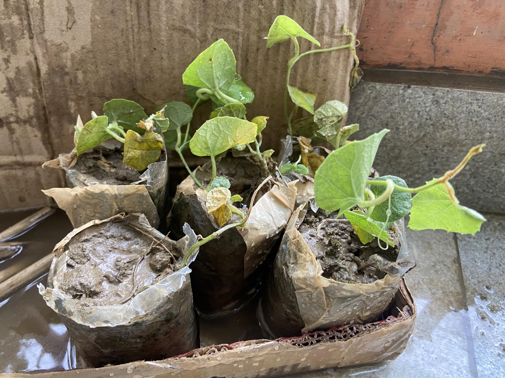 Parwal vegetable plant tree pack of 5 : Amazon.in: Garden & Outdoors