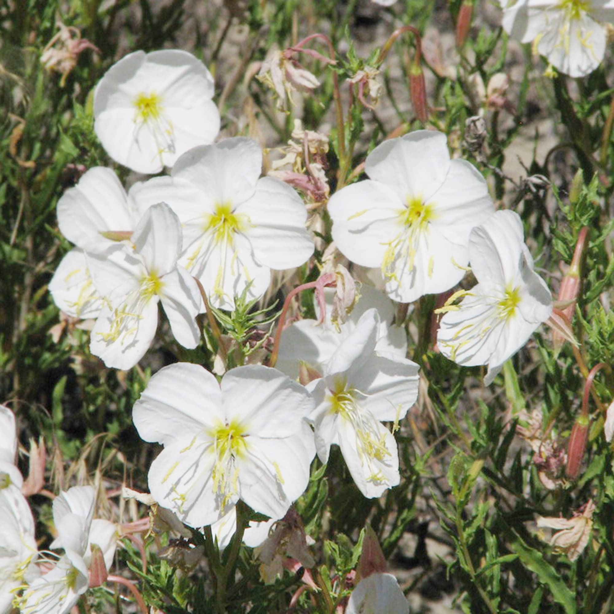 Amazon.com : Pale Evening Primrose Seeds Oenothera Pallida Fragrant ...