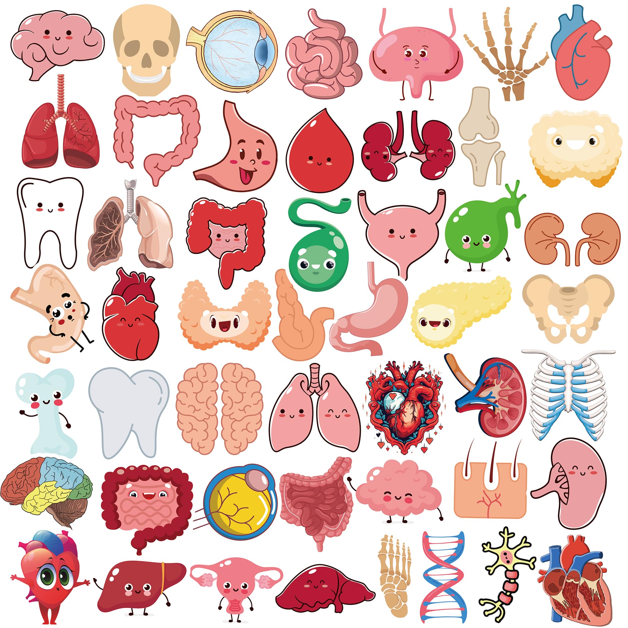 Amazon.com: Dorgua 50Pcs Cute Cartoon Body Organs Stickers, Human Organ ...