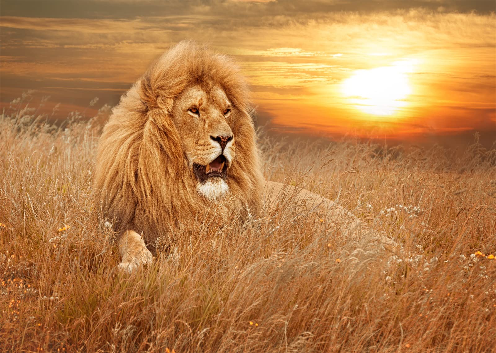 Fondo De Puesta De Sol Rey León