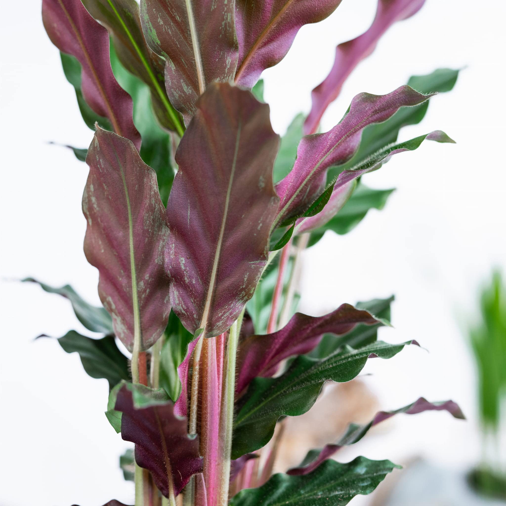 Calathea Rufibarba