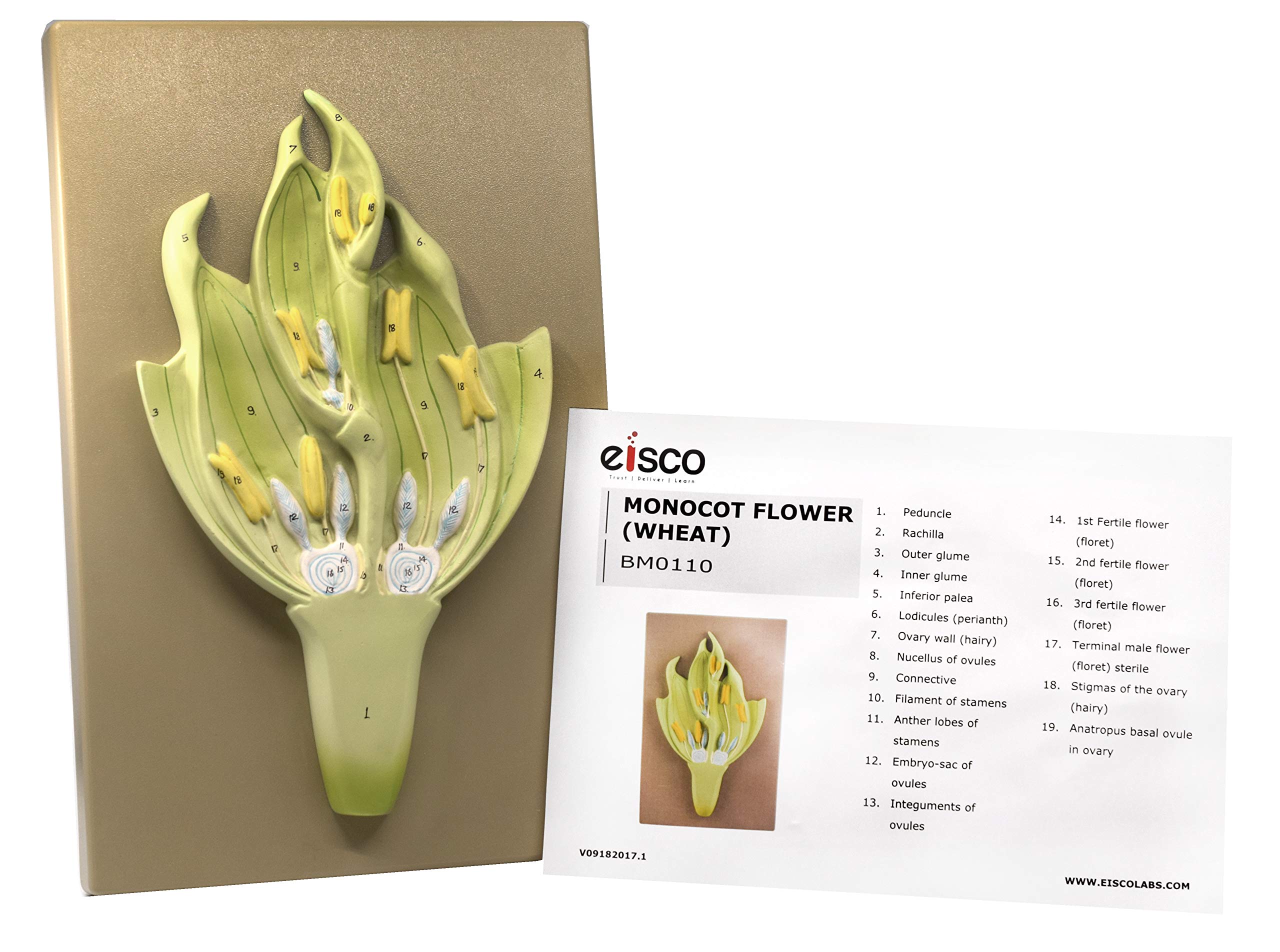 Monocot Flower Labeled