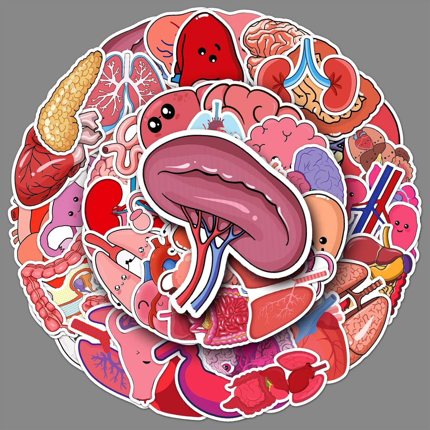 Amazon.com: Human Body Organ 50 Pcs Biology Waterproof Stickers for ...