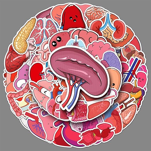 Amazon.com: Human Body Organ 50 Pcs Biology Waterproof Stickers for ...