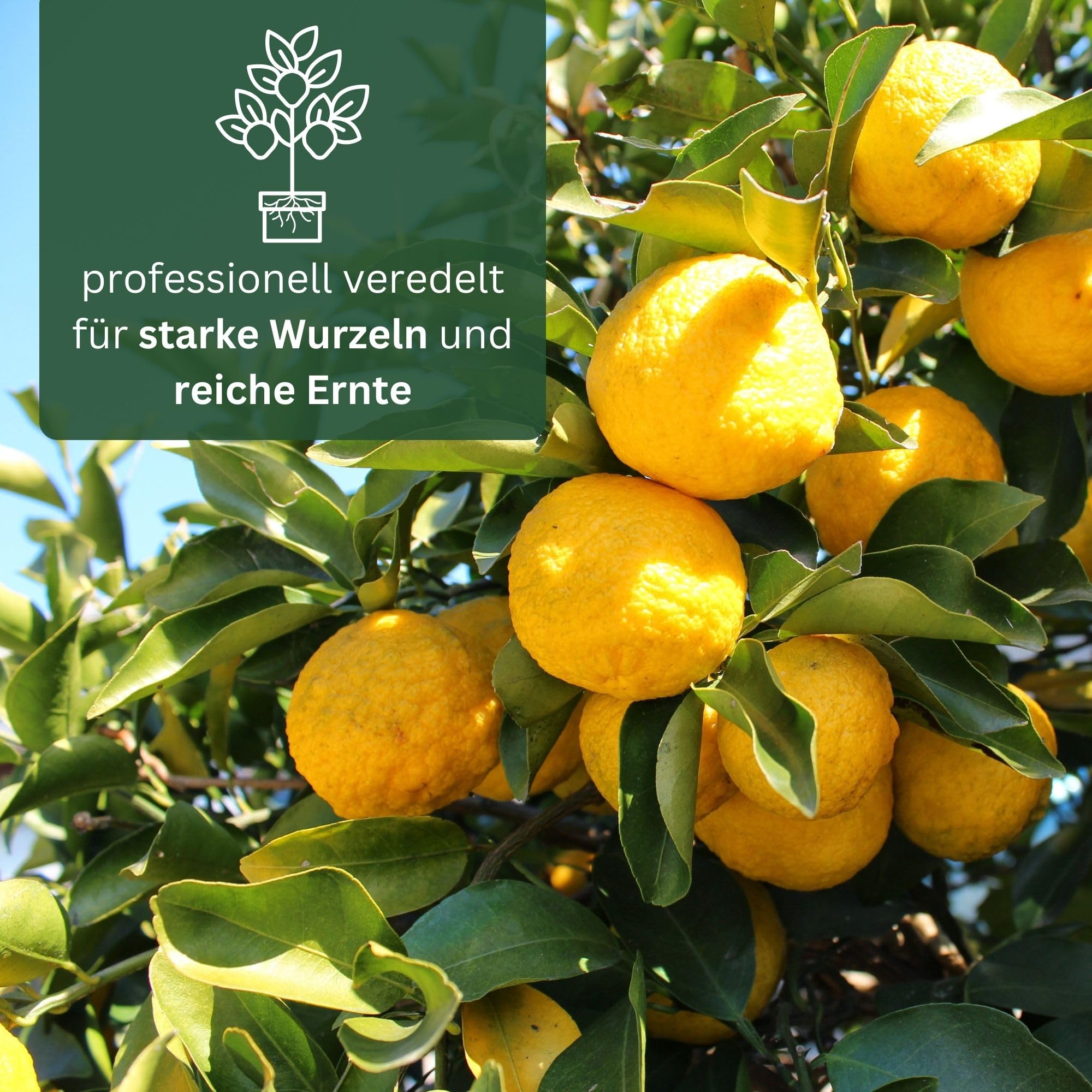 Yuzu Fruit Yuzu — Melissas Produce