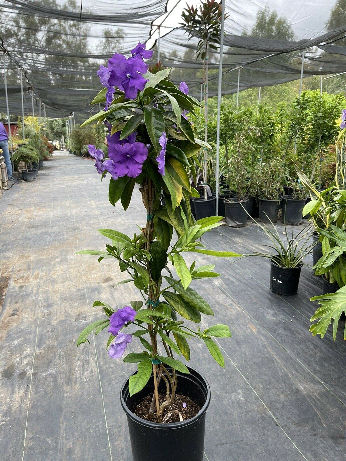 Yesterday Today And Tomorrow Plant