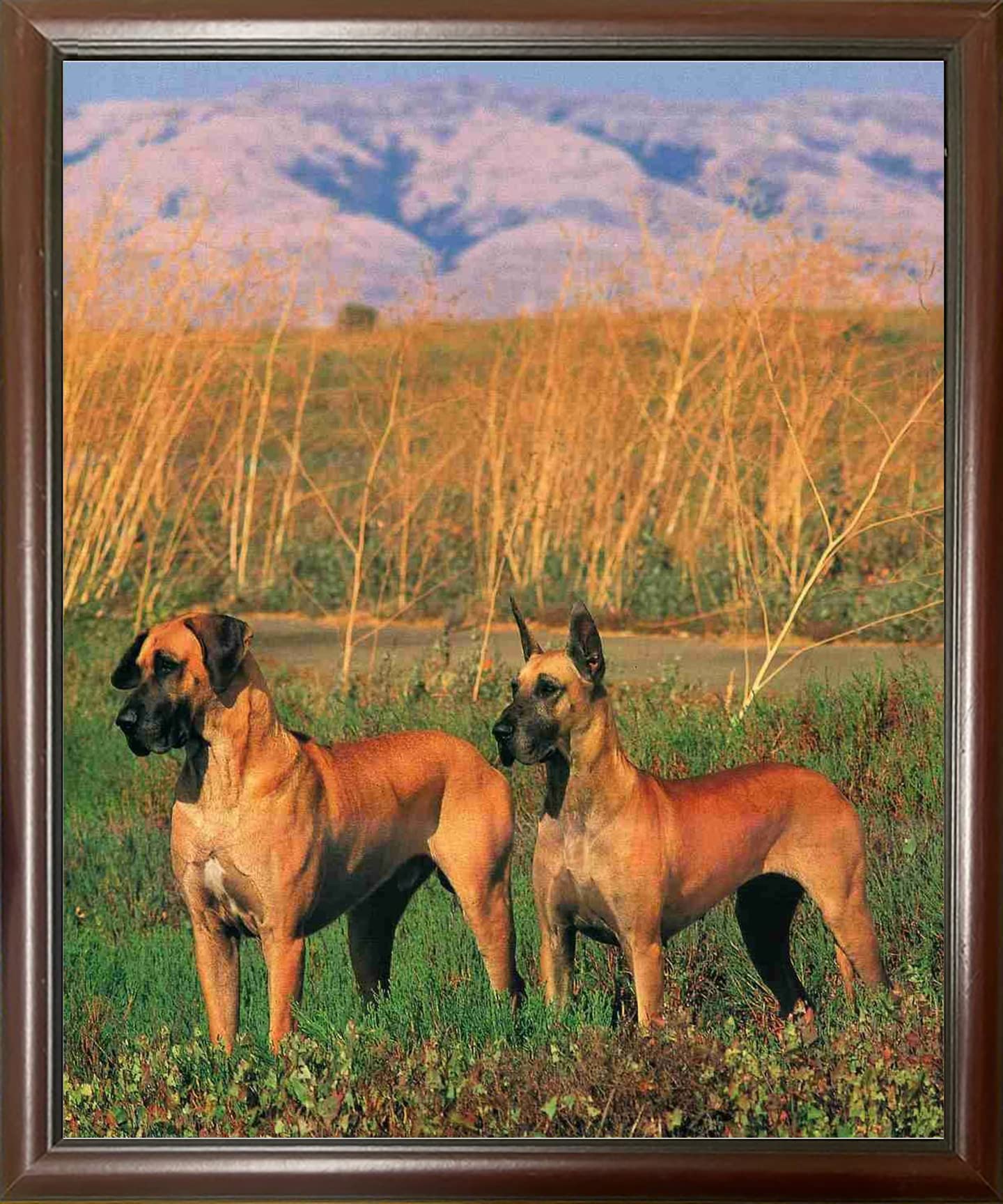 Are Great Danes Good Hunting Dogs