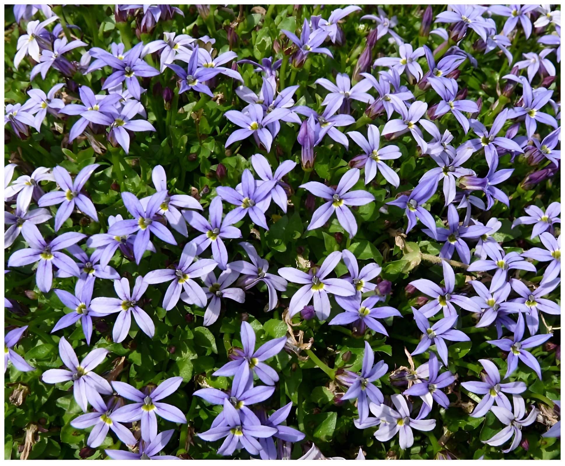 Flower Perennial Blue Flowering Ground Cover