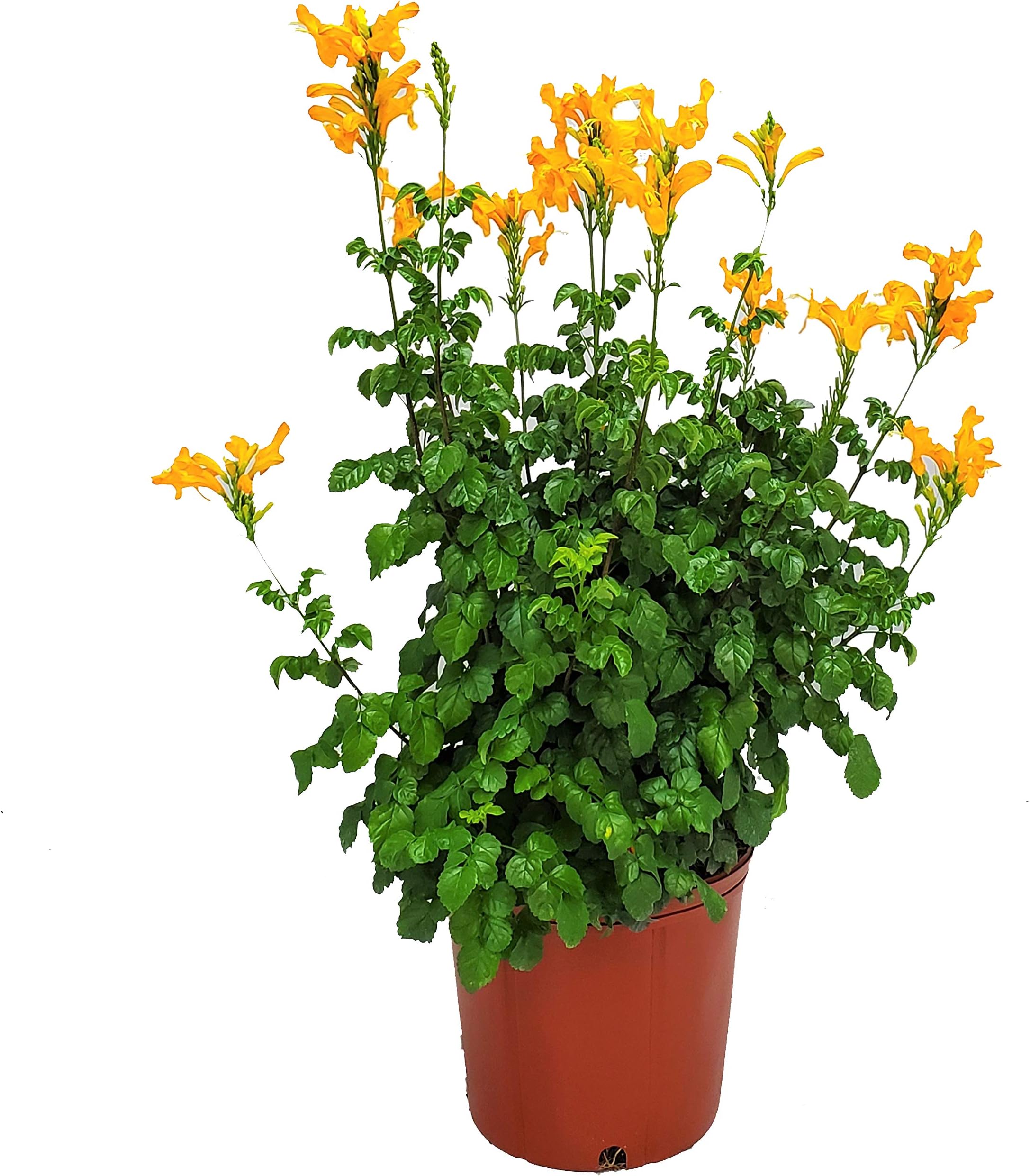 Amazon.com : Fragrant Pink Yellow Honeysuckle Plant Live Vine ...