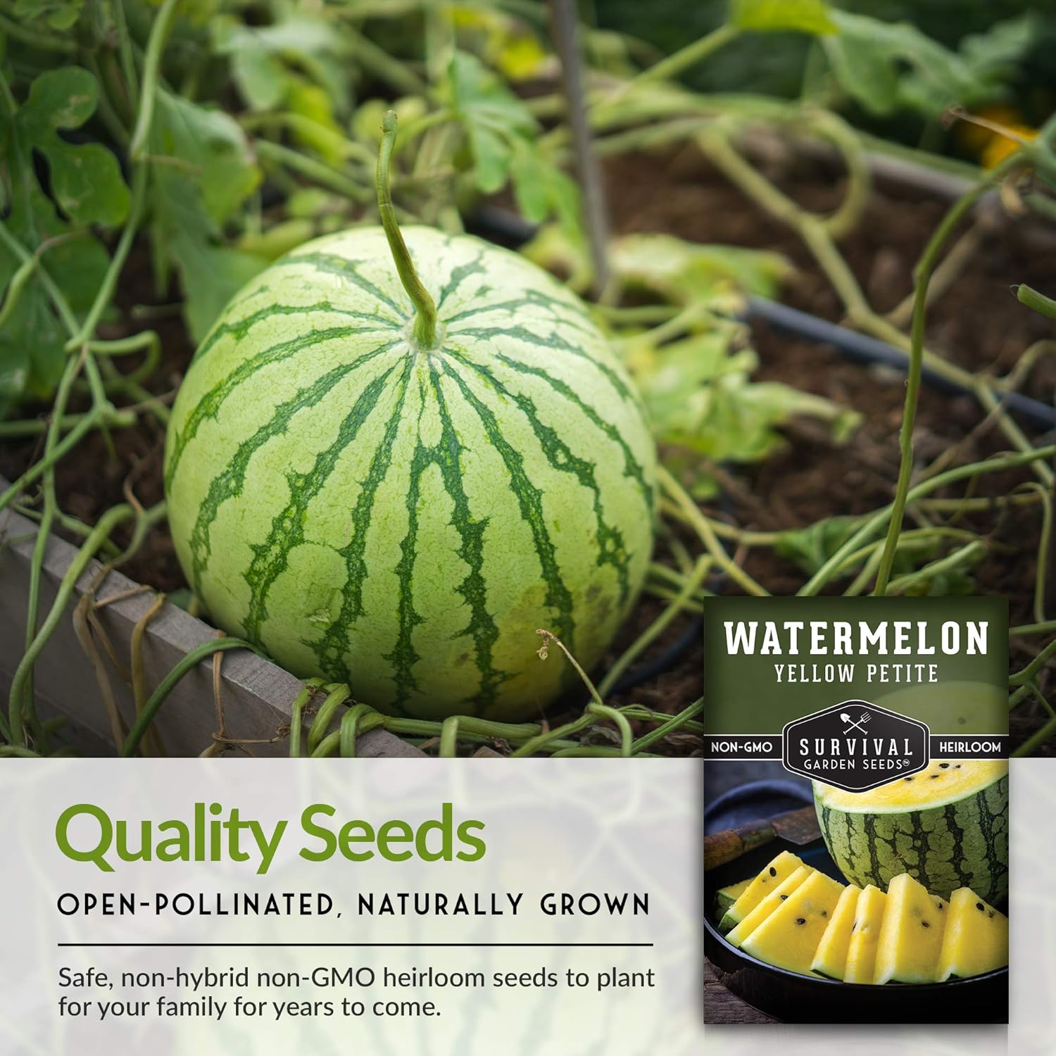 Survival Garden Seeds – Semilla de sandía amarilla pequeña para plantar ...
