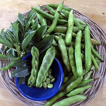 Légumes rares et historiques - kit de graines avec 8 variétés : Amazon ...