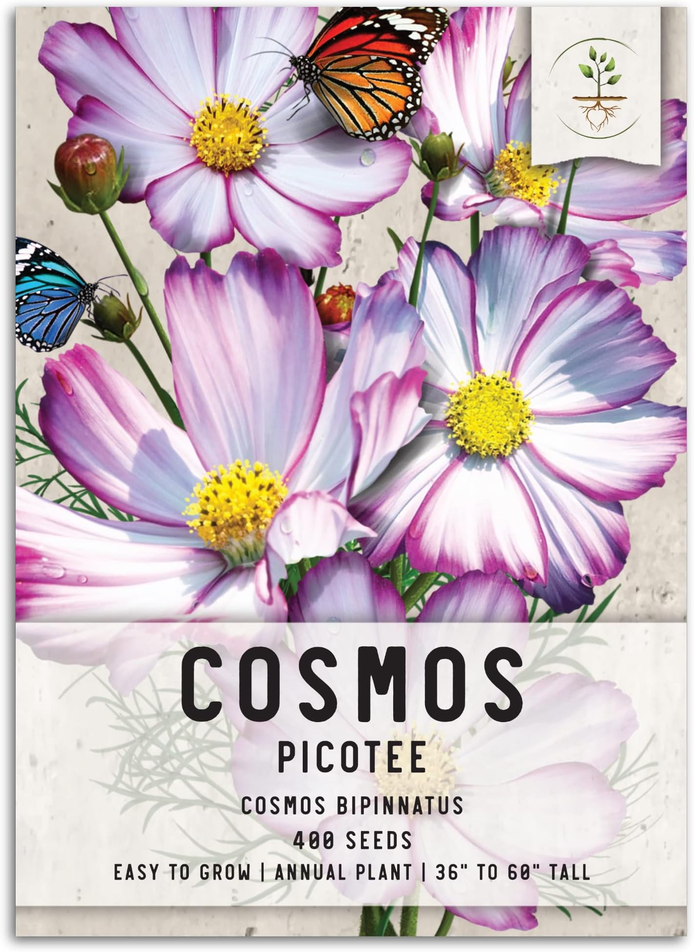Amazon.com : Cosmos Picotee Seeds - Cosmos bipinnatus - 120 Seeds, 1 ...