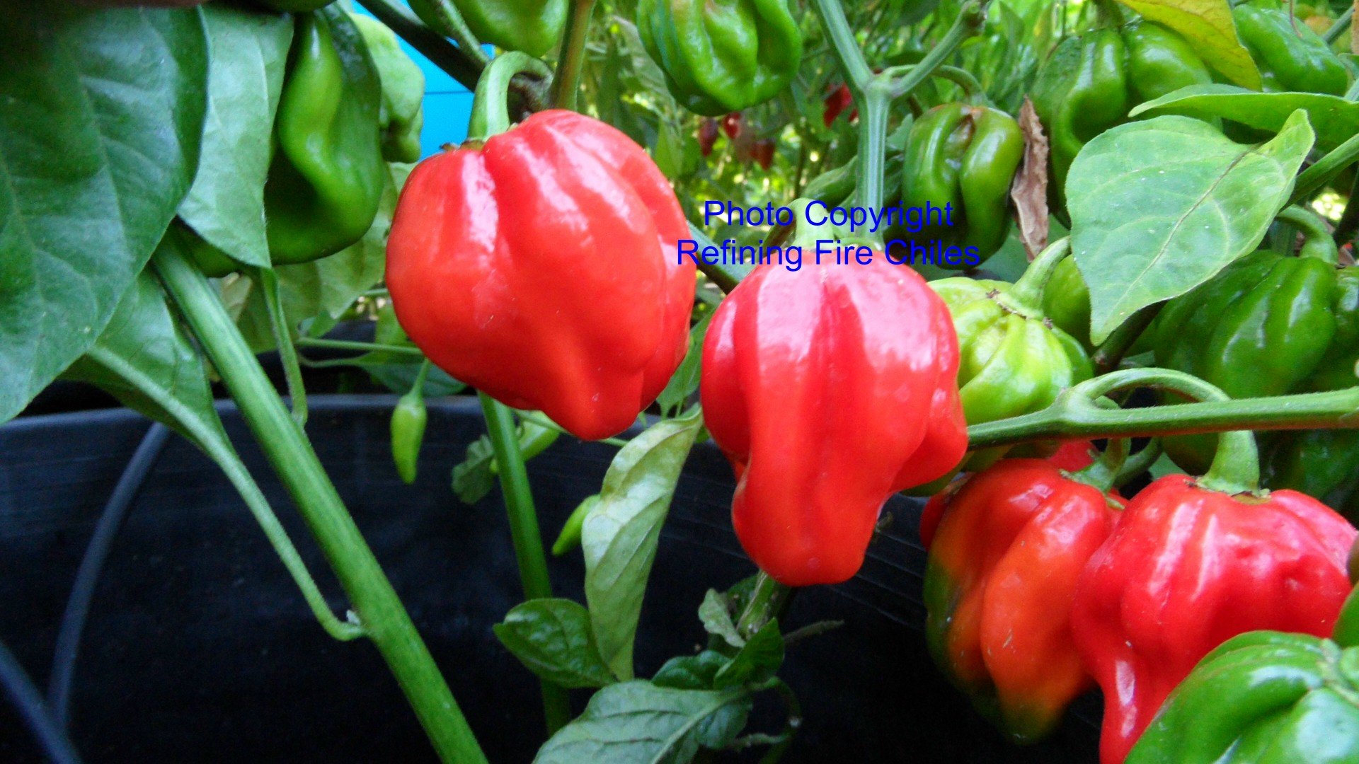 Amazon.com : Congo Red Trinidad Hot Pepper 10+ Seeds : Chile Pepper ...