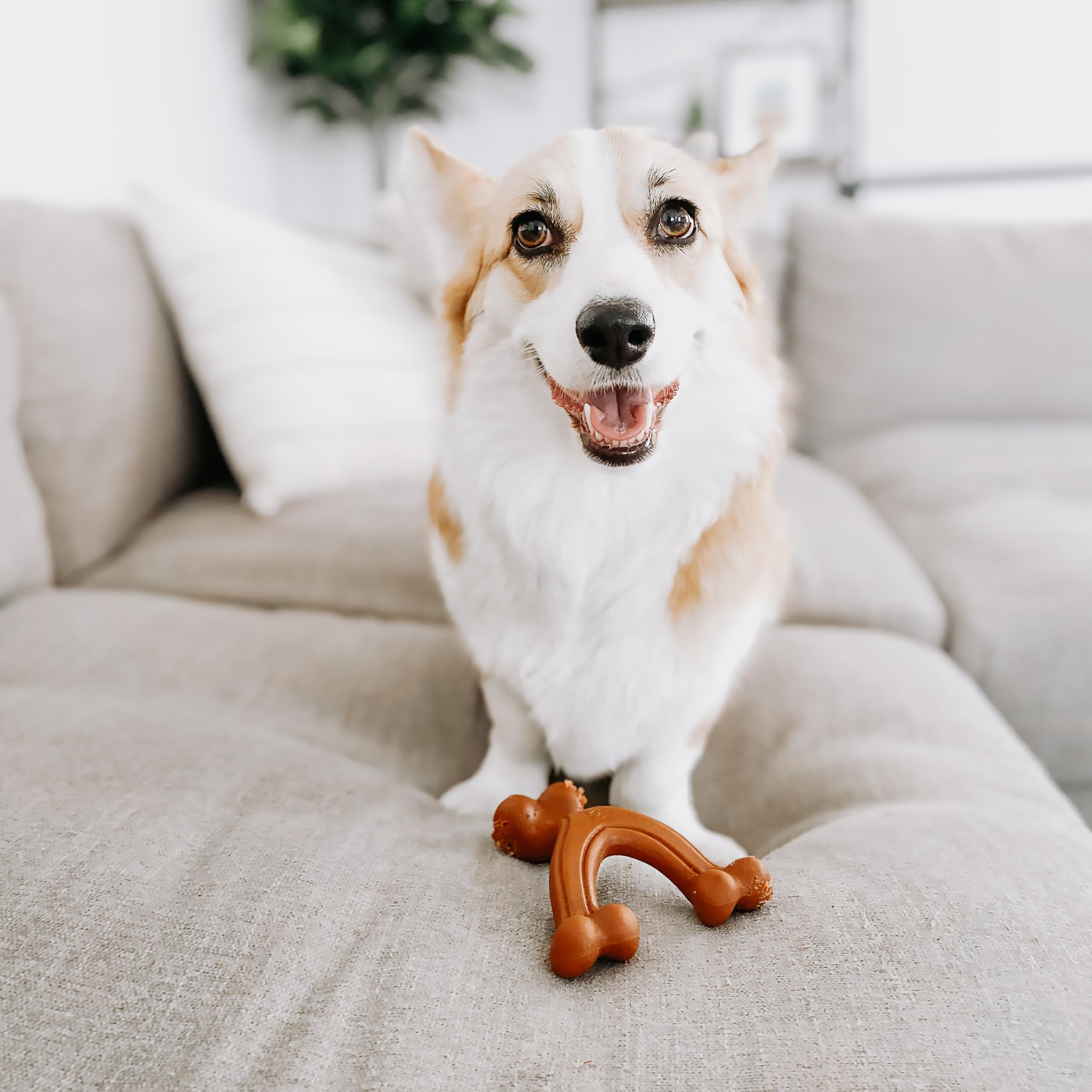 Dog Wishbone Toy