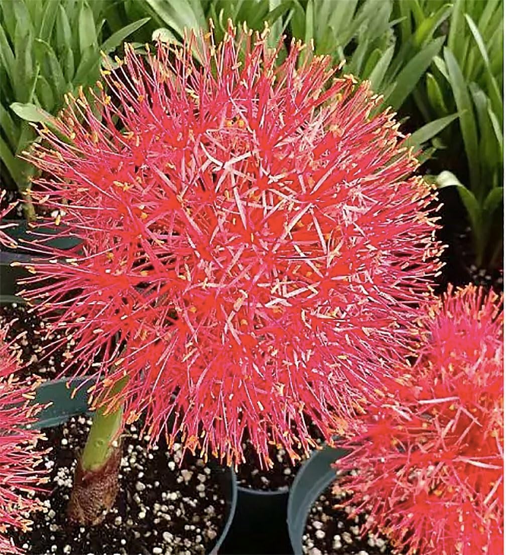 Amazon.com : Blood Lily Bulb - Haemanthus - Sun or Part Shade : Patio ...