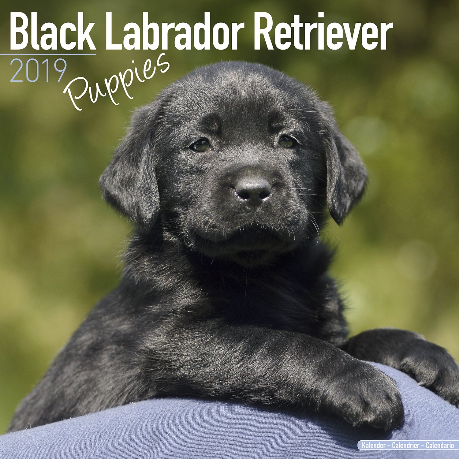 Black Labrador Puppies Calendar - Dog Breed Calendars - 2018 - 2019 ...