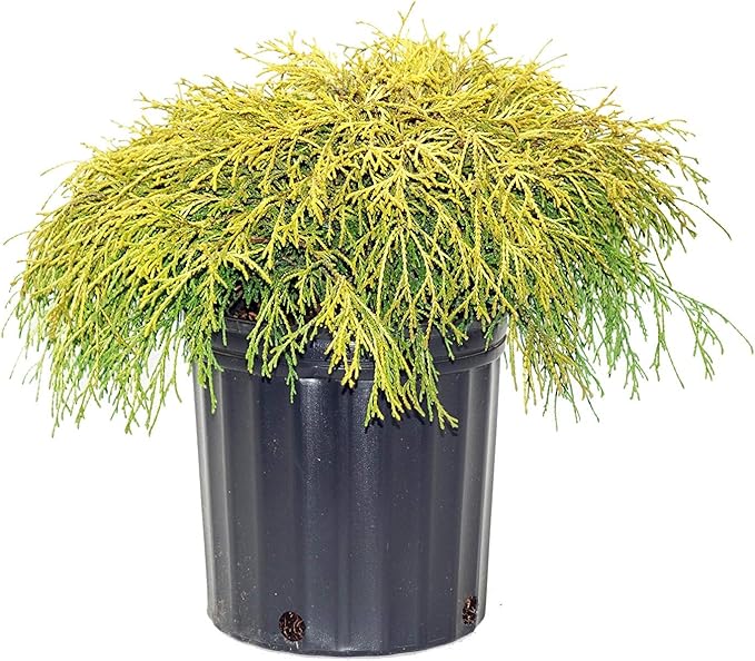 Amazon.com : Gold Mop Weeping Threadleaf Cypress - Live Plant - 2 ...
