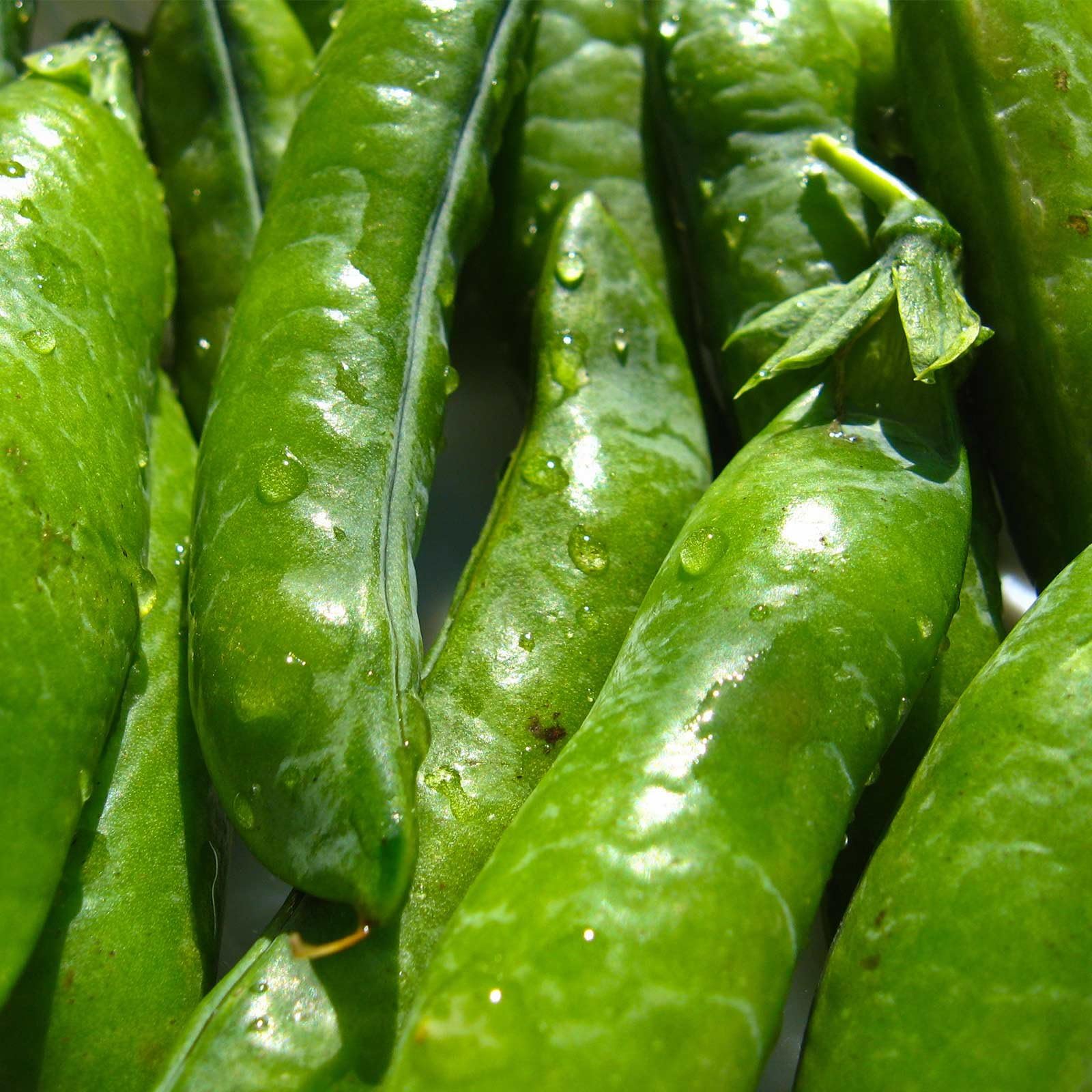 Amazon.com : Sugar Ann Snap Pea Garden Seeds, 50+ Heirloom Seeds Per ...