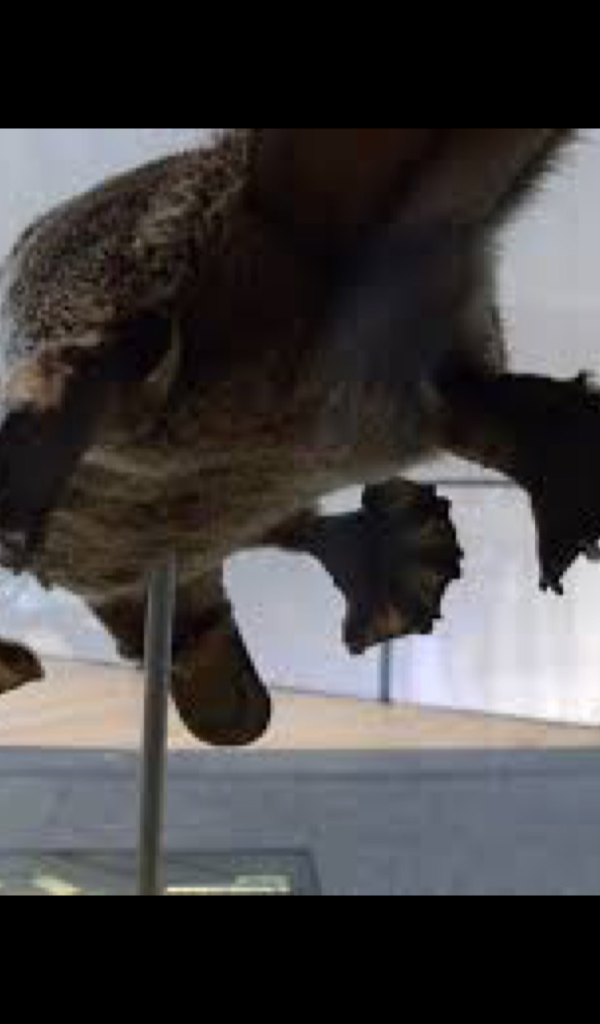 cute platypu Wallpaper -- HD Wallpapers of cute platypus! - Application sur Amazon Appstore