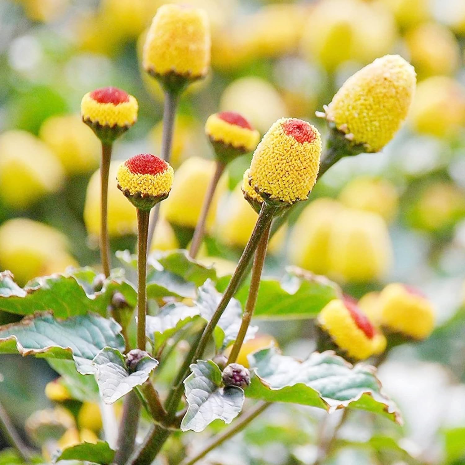 Amazon.com : Acmella Oleracea Seeds Toothache Plant, Spilanthes Flowering Annual Plant Rabbit ...