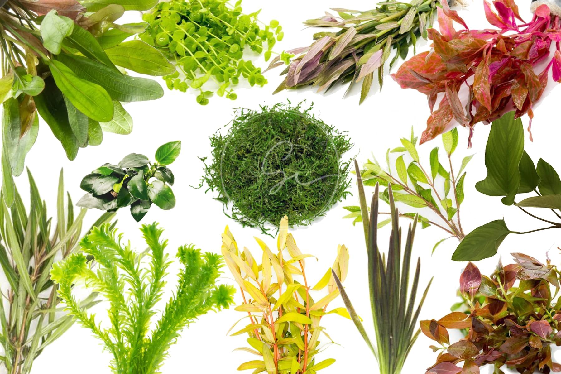 Amazon.com: 30+ Stems Package Starter Beginner Set Live Aquarium Plants ...