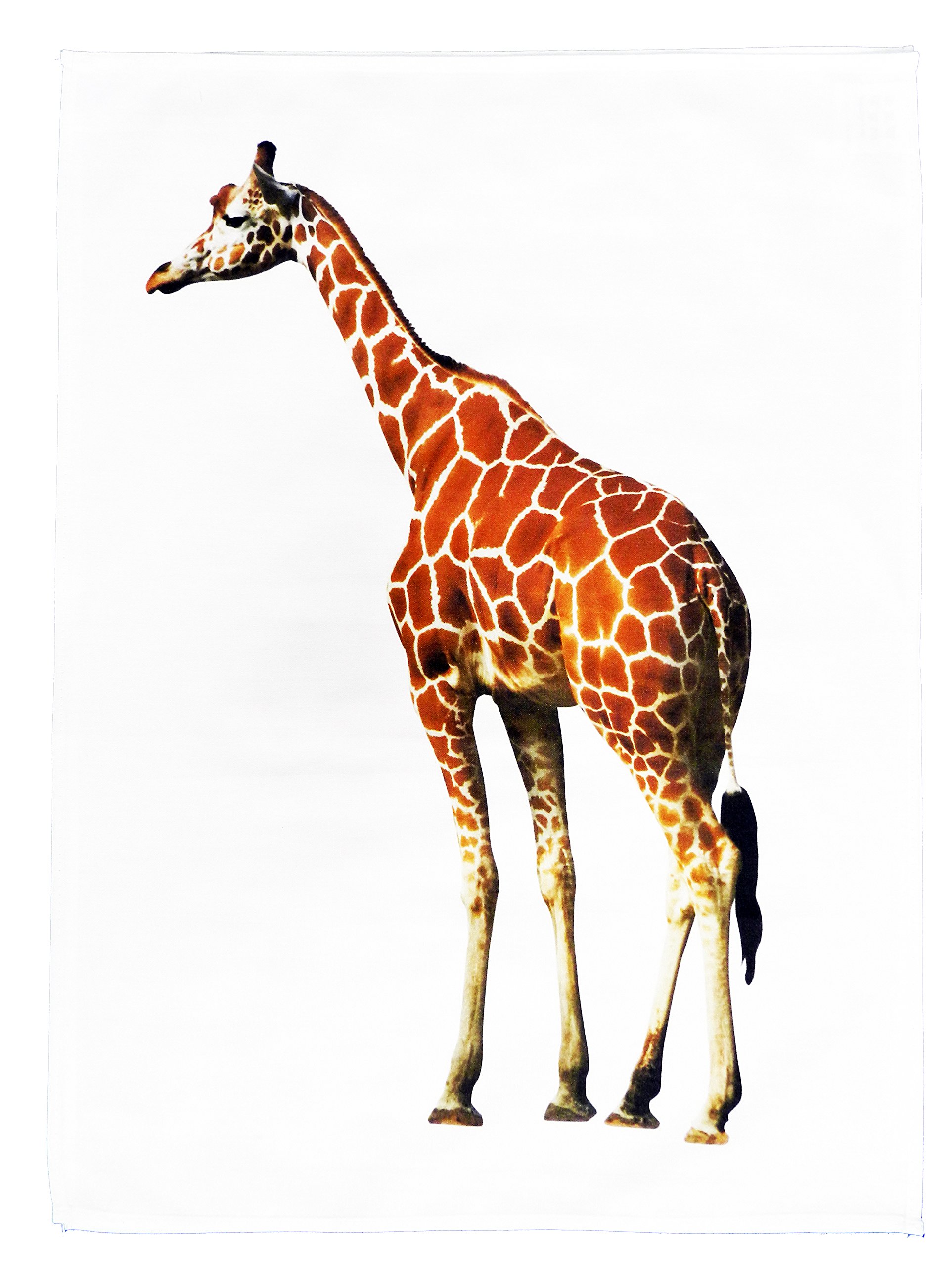 Half Donkey Half Giraffe