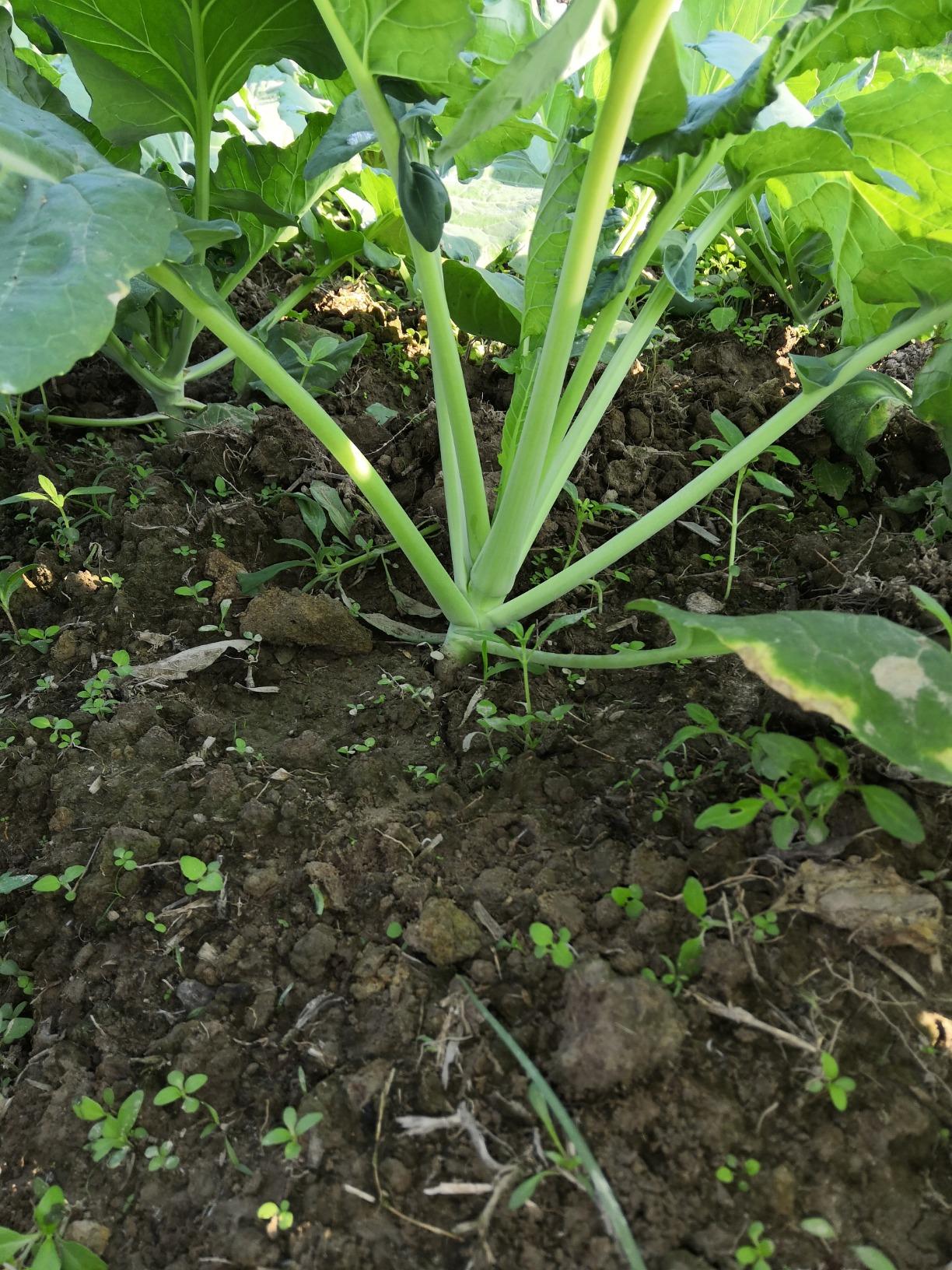 Pyramid Seeds Cabbage - 25g : Amazon.in: Garden & Outdoors