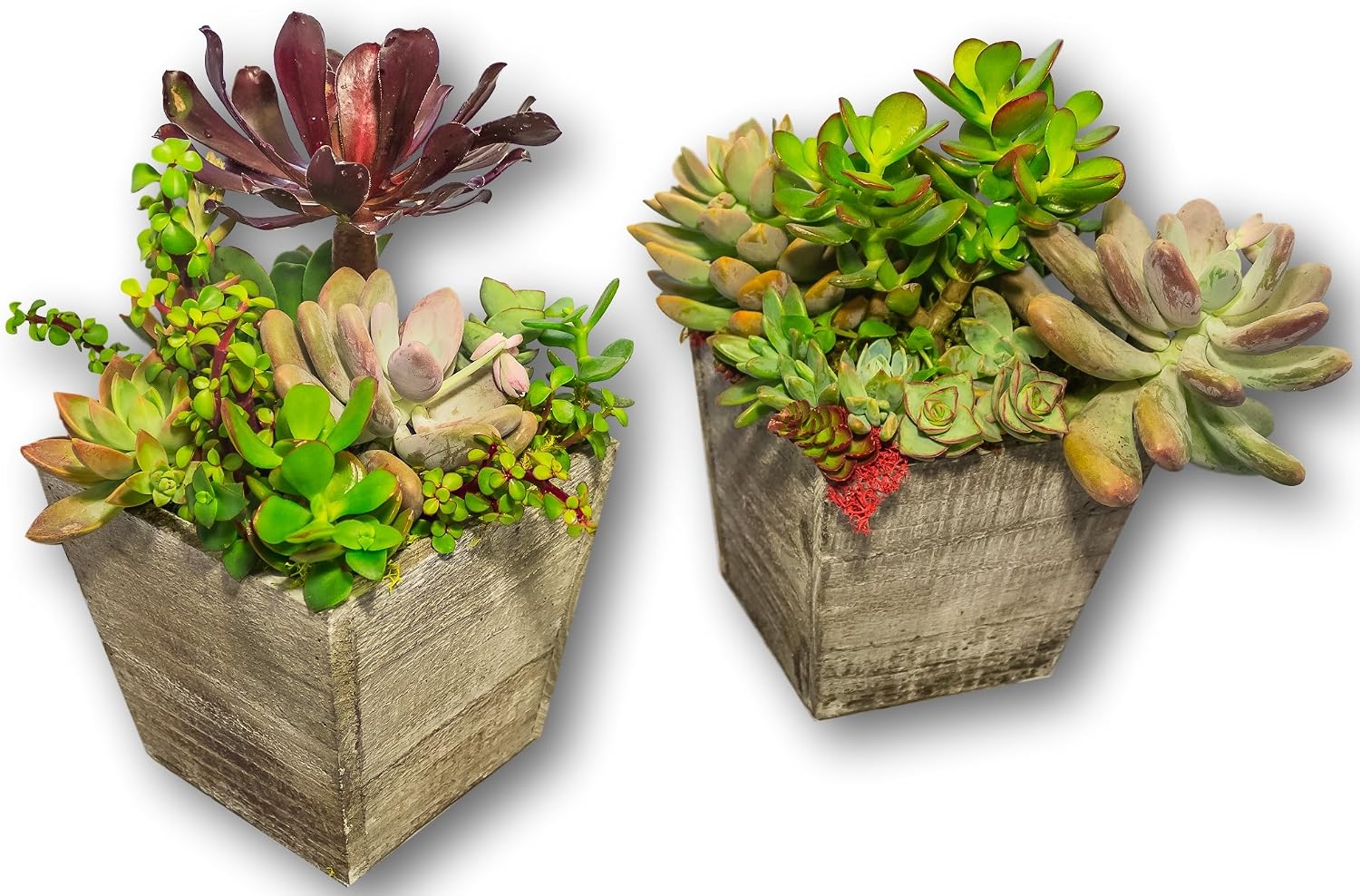 Amazon.com : Fat Plants San Diego Tapered Vintage Grey Box Succulent ...