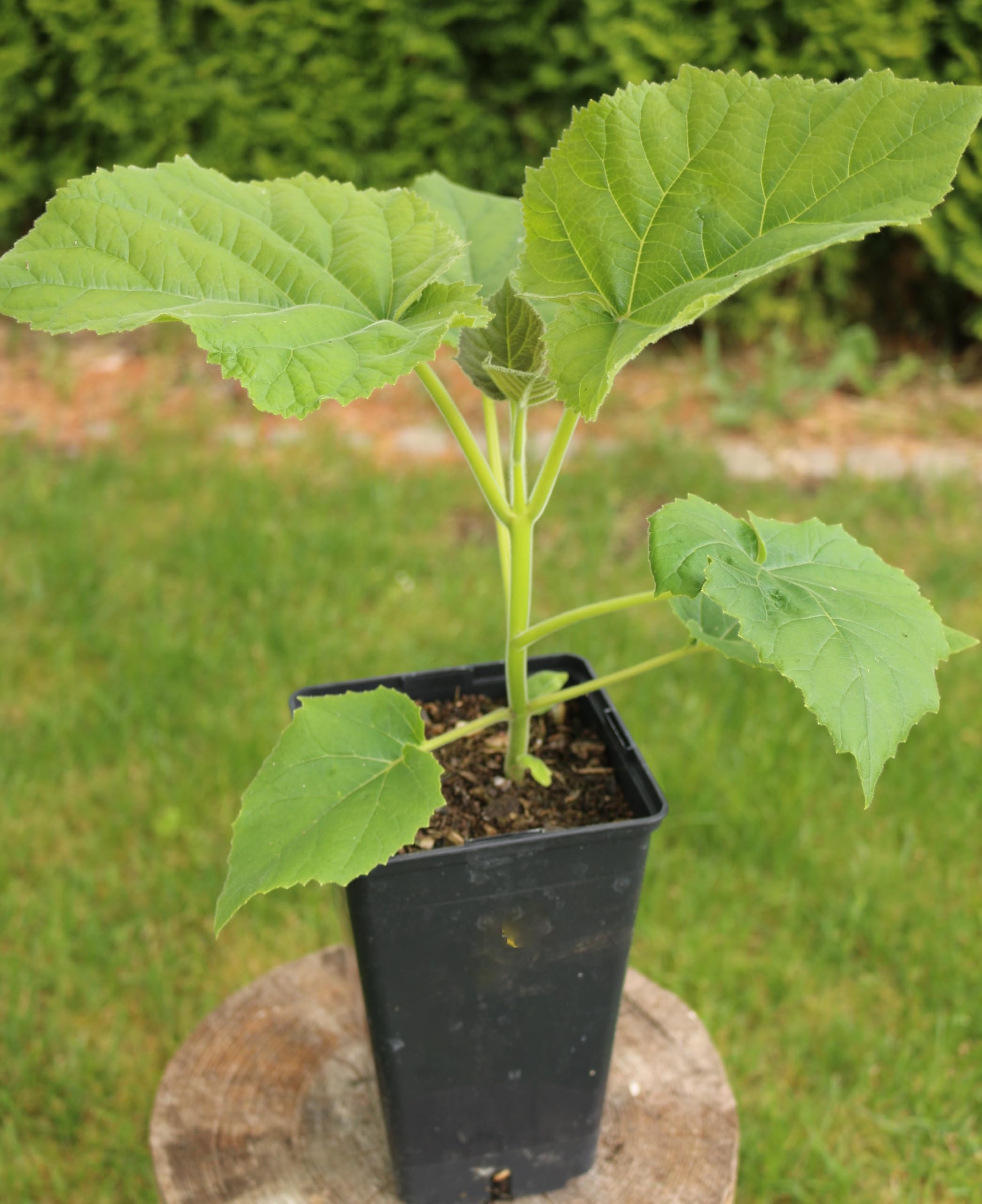 Turmalina Negra PRINCESS TREE Paulownia Tomentosa - 200 SEEDS. *LESS S ...