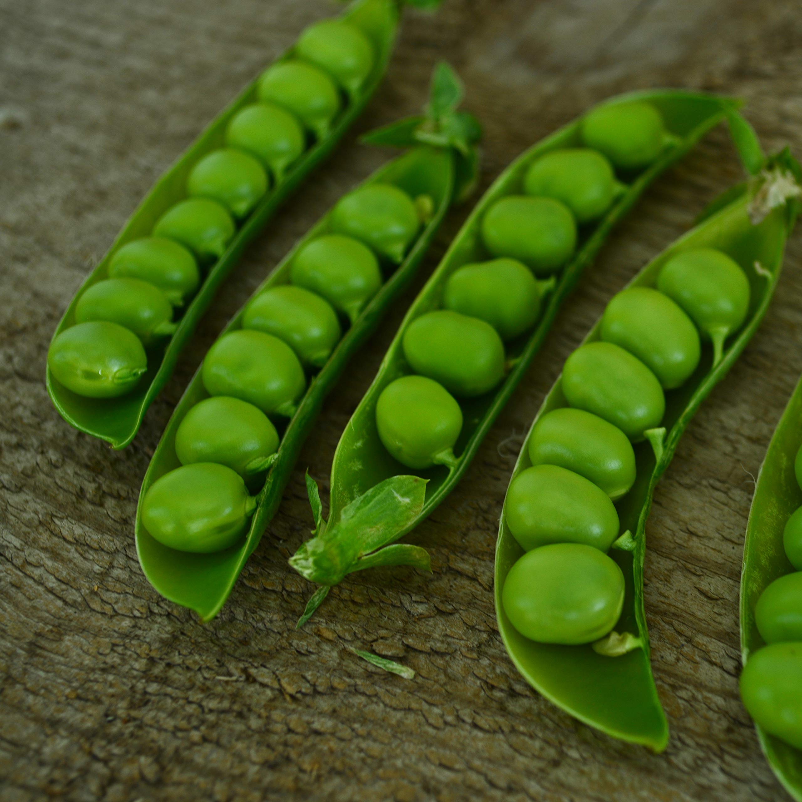 Amazon.com : Progress No. 9 Shelling Pea - 50 Seeds - Heirloom & Open ...