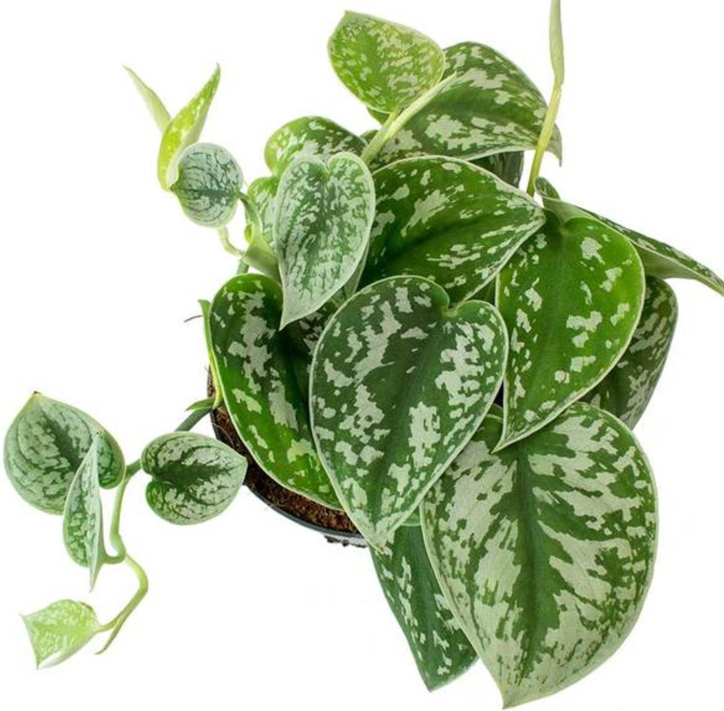 Amazon.com : Satin Pothos - Live Plant in a 4 Inch Pot - Scindapsus ...