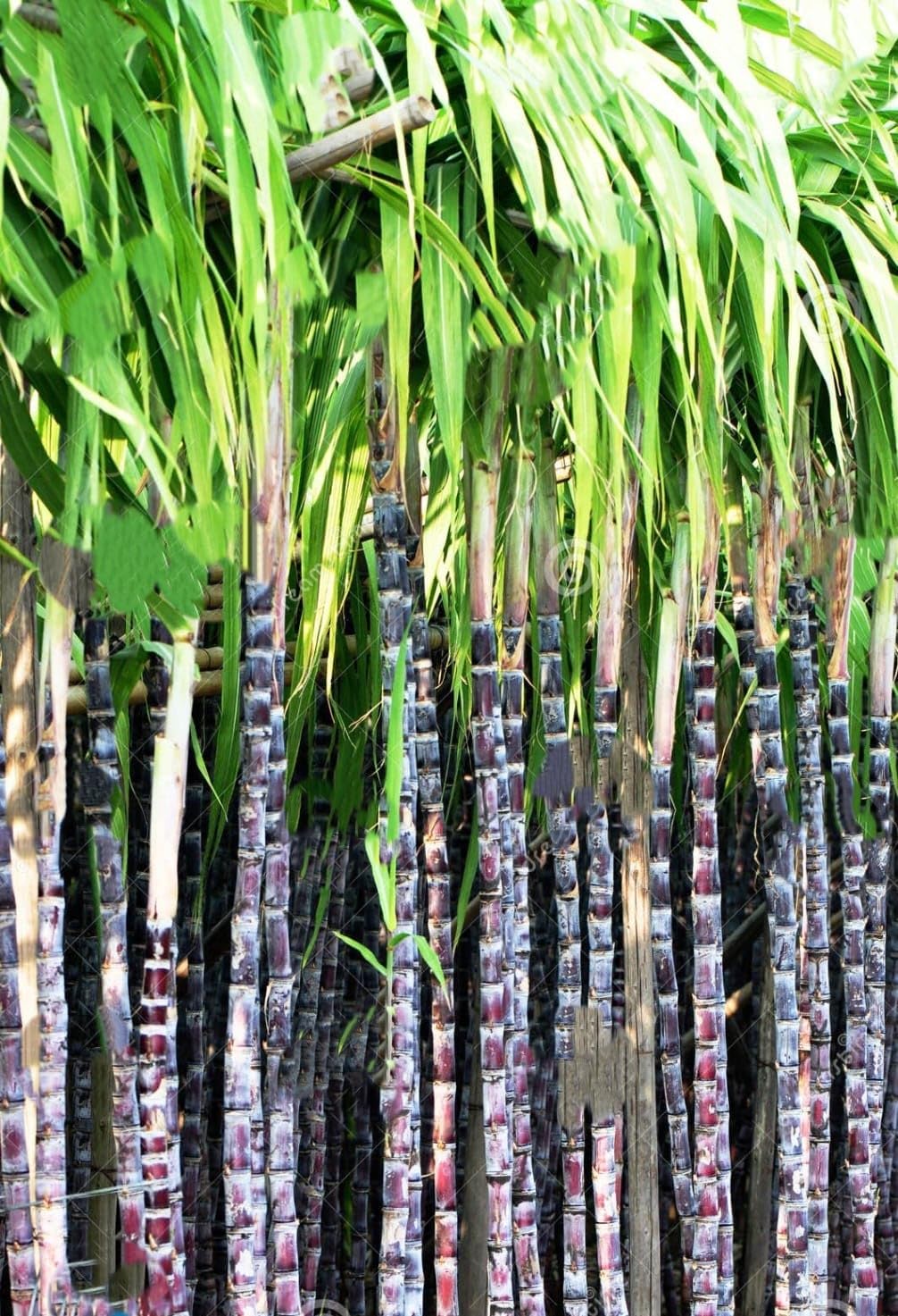 THE GREEN VIEW GARDENS Filipino Black Sugarcane Ganna Live Plant ...